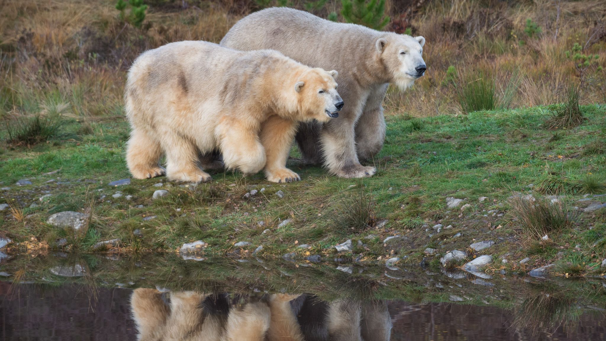 UK's oldest polar bear euthanised at the age of 28 | UK News | Sky News