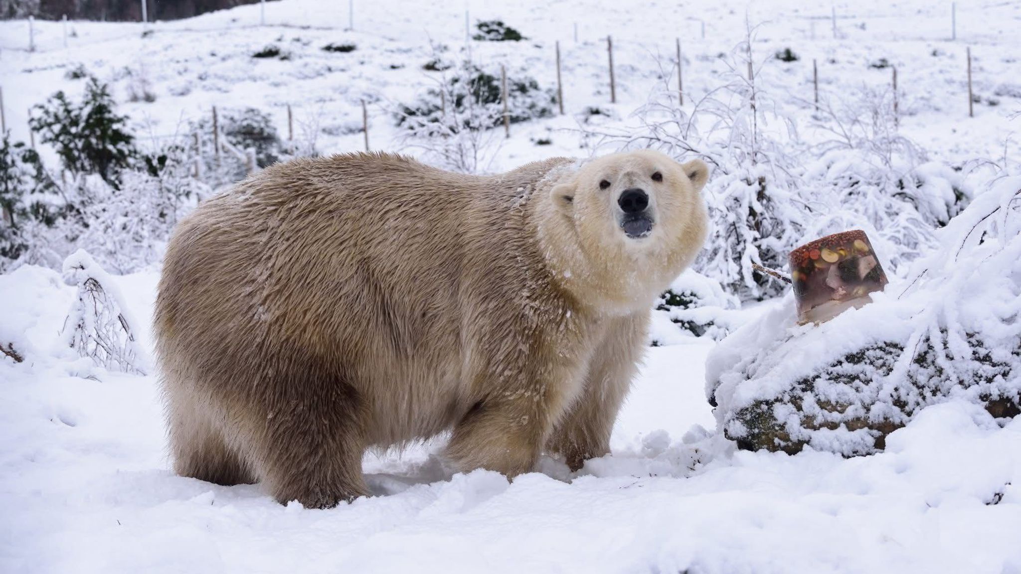 UK's oldest polar bear euthanised at the age of 28 | UK News | Sky News