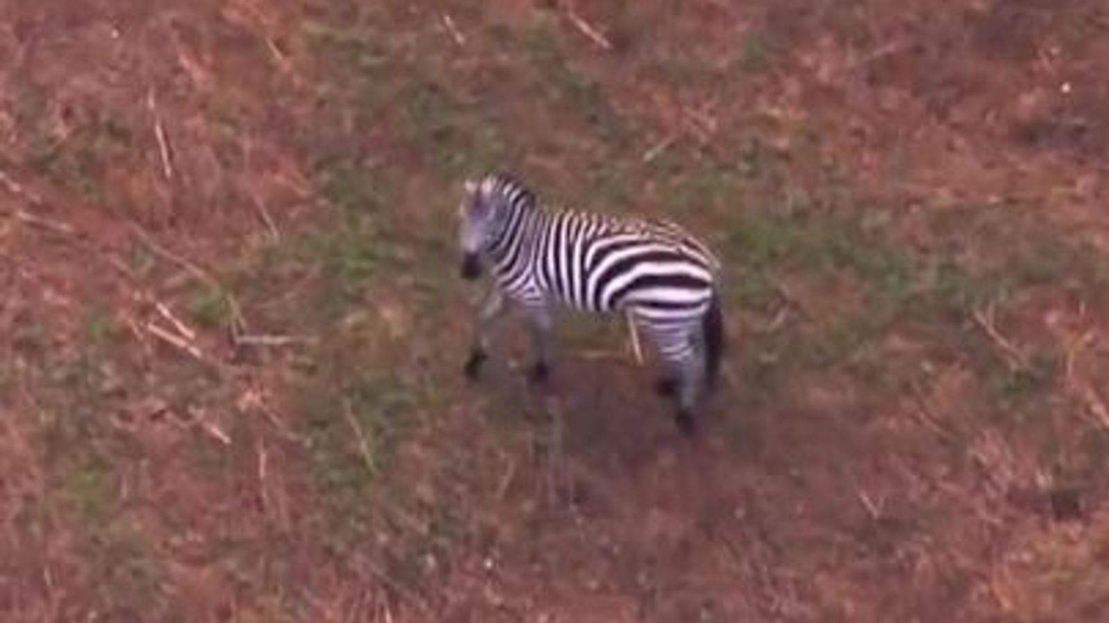 Spotted: Viral Zebra ‘Ed’ caught on camera running away in Tennessee | Offbeat News | Sky News