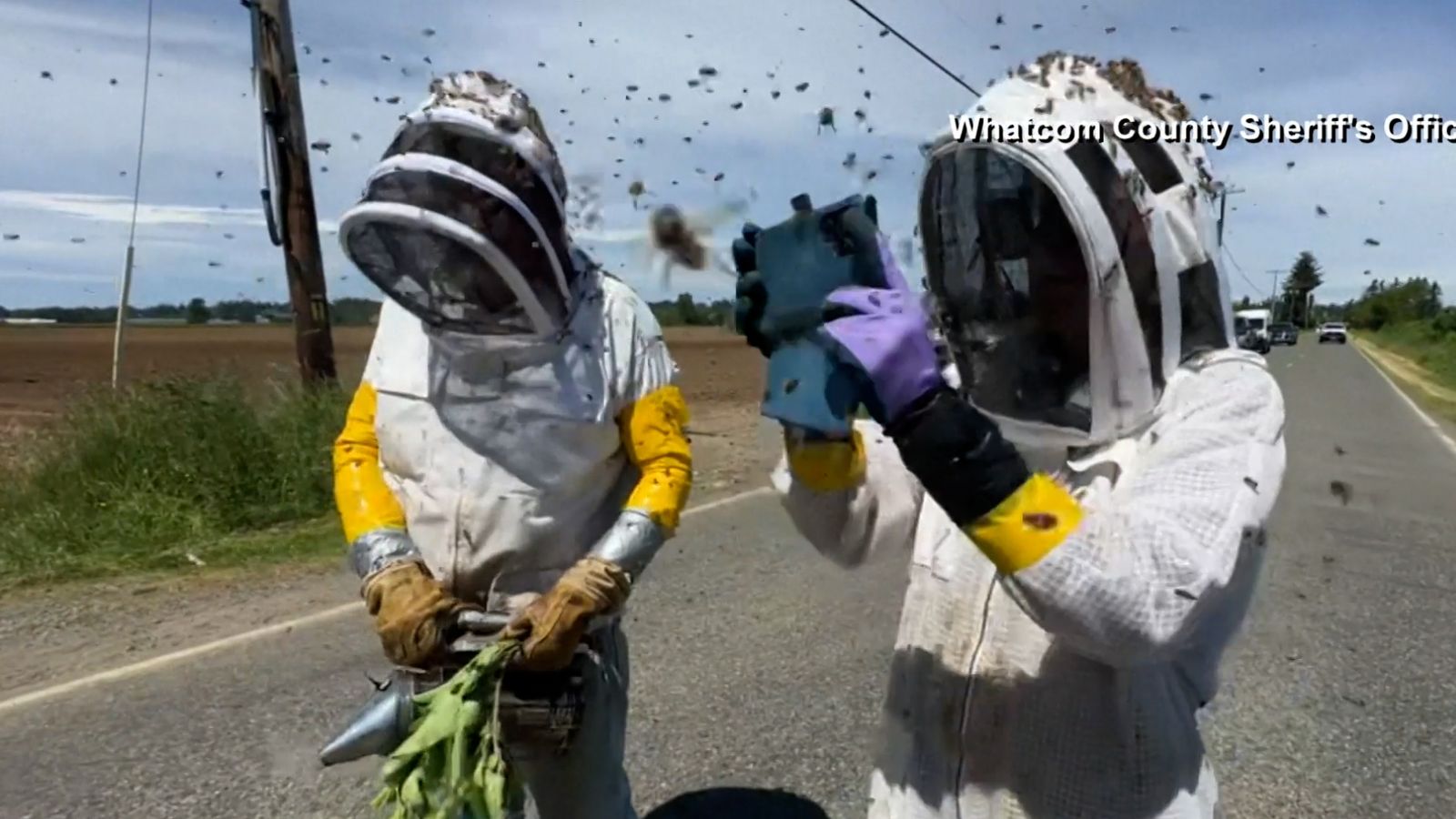 Millions of bees on the loose as truck carrying bee hives overturns in ...