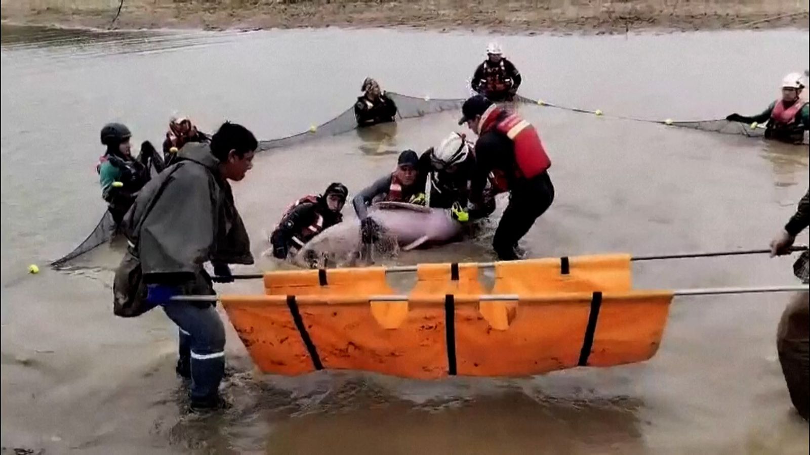 Rescuers save 27 stranded pink dolphins stranded away from Grande River ...