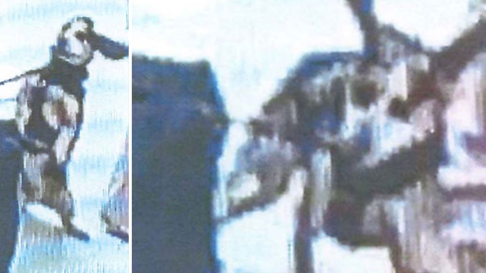 Man kicks customs dog at Washington Dulles International Airport, say ...