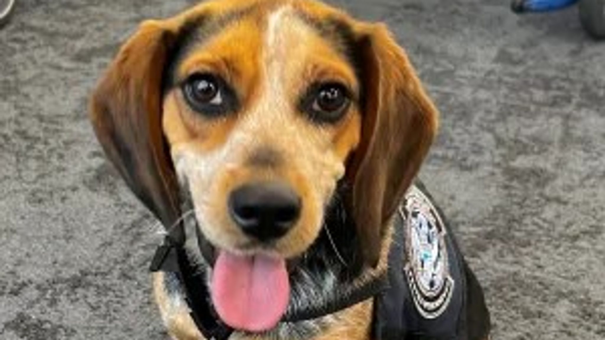 Man kicks customs dog at Washington Dulles International Airport, say ...