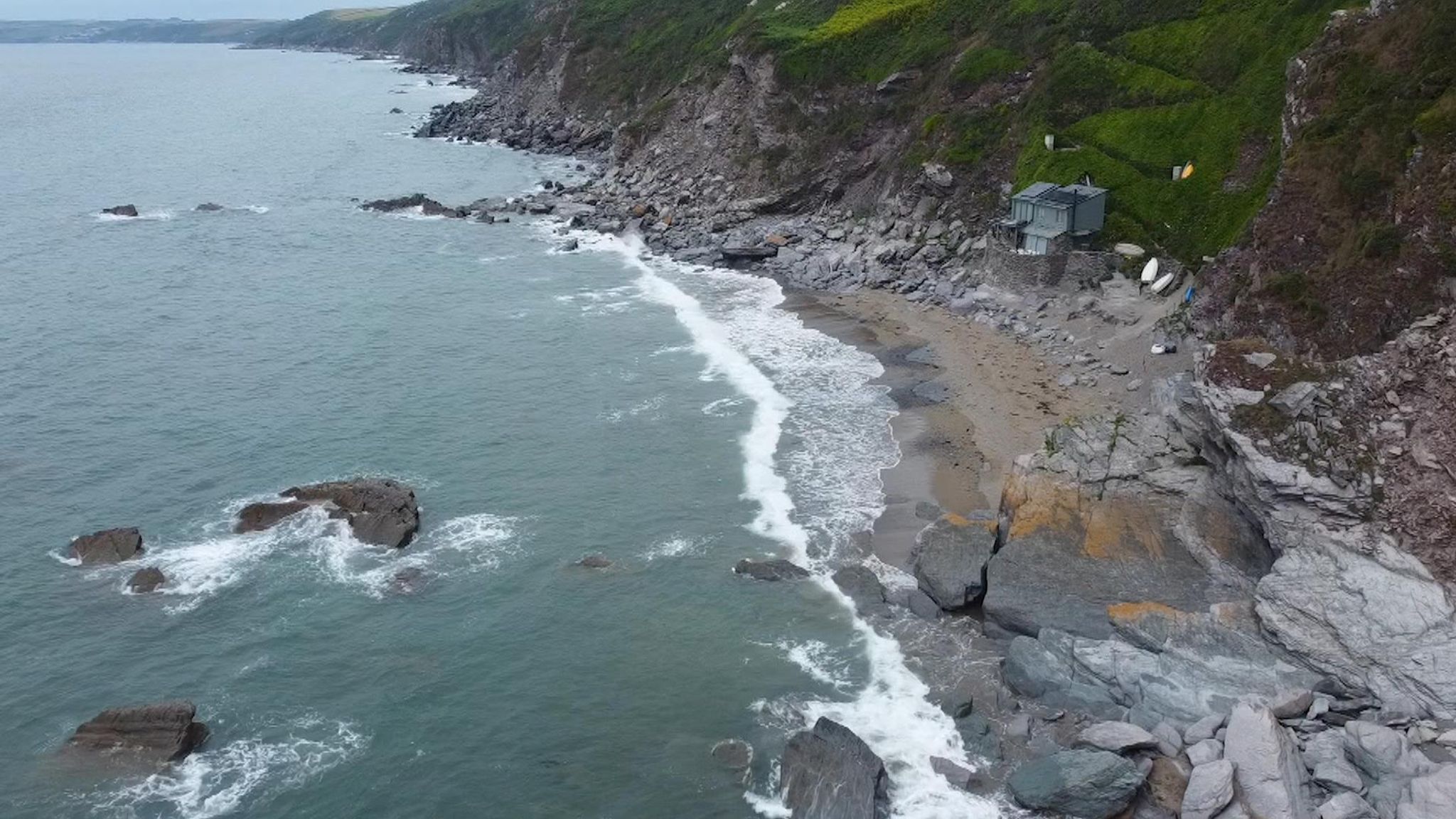 Octopus boom along England's southwest coast down to 'perfect storm ...