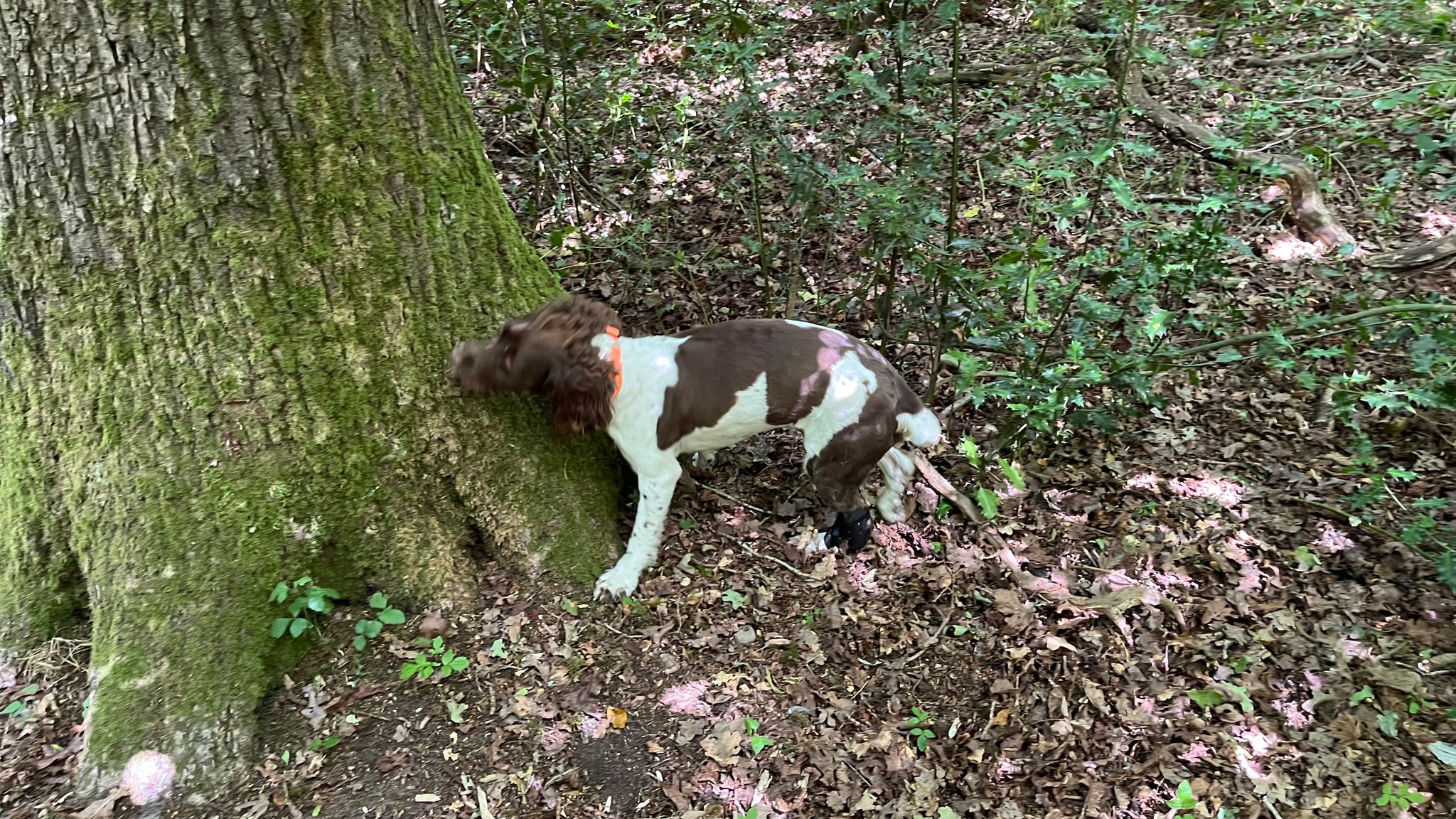 Police say they believe missing woman is dead - as third arrest made | UK News | Sky News