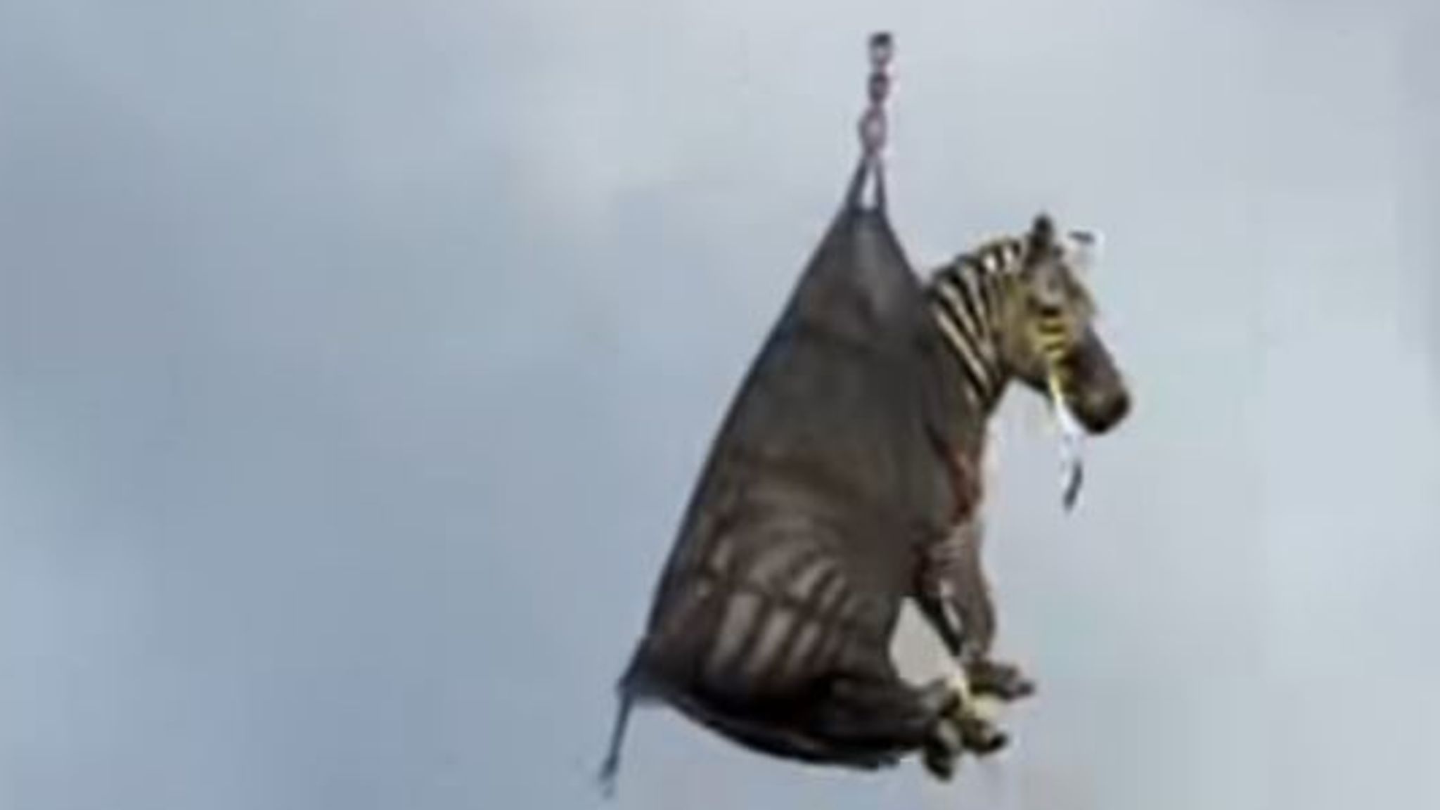 Ed the escaped zebra recaptured, Tennessee officials say | US News | Sky News