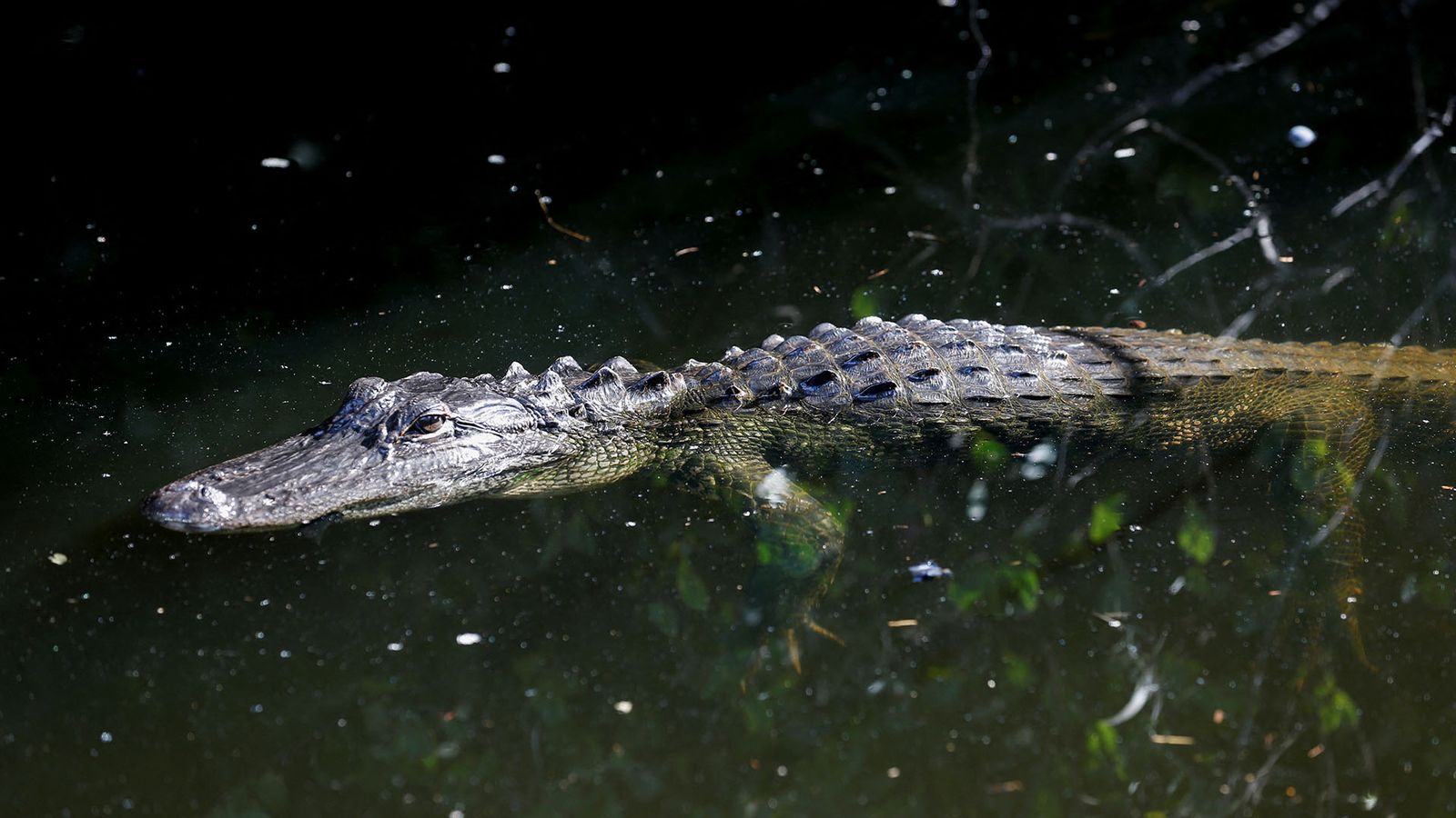 'Alligator Alcatraz' detention centre compared to 'dog cage' with no ...