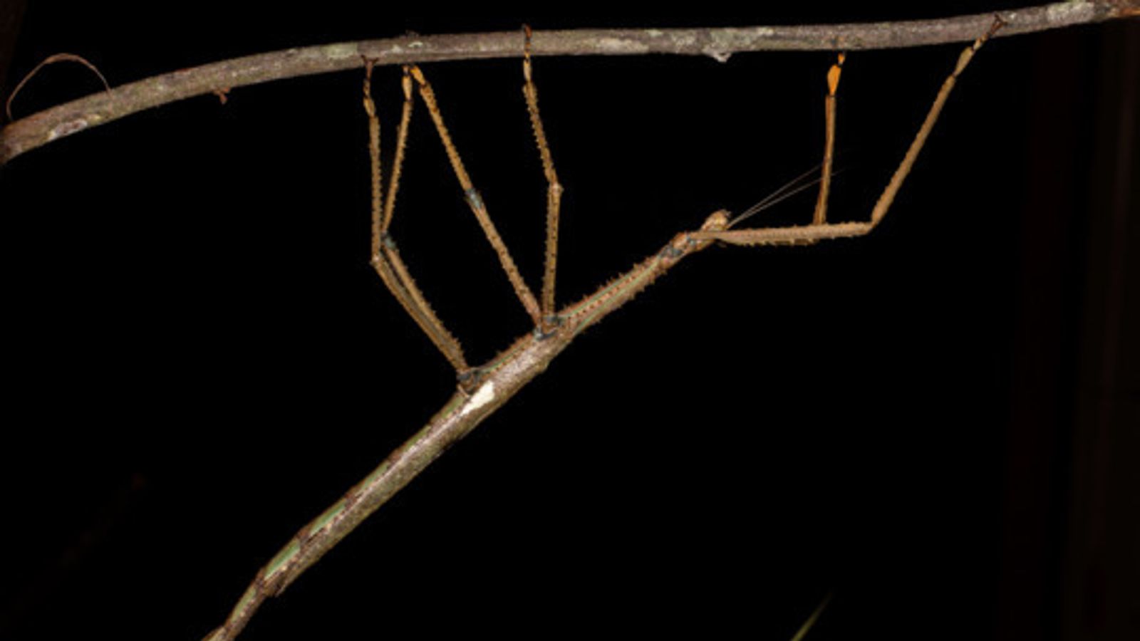 New Species Discovered Giant 40cm Stick Insect Found In Australia