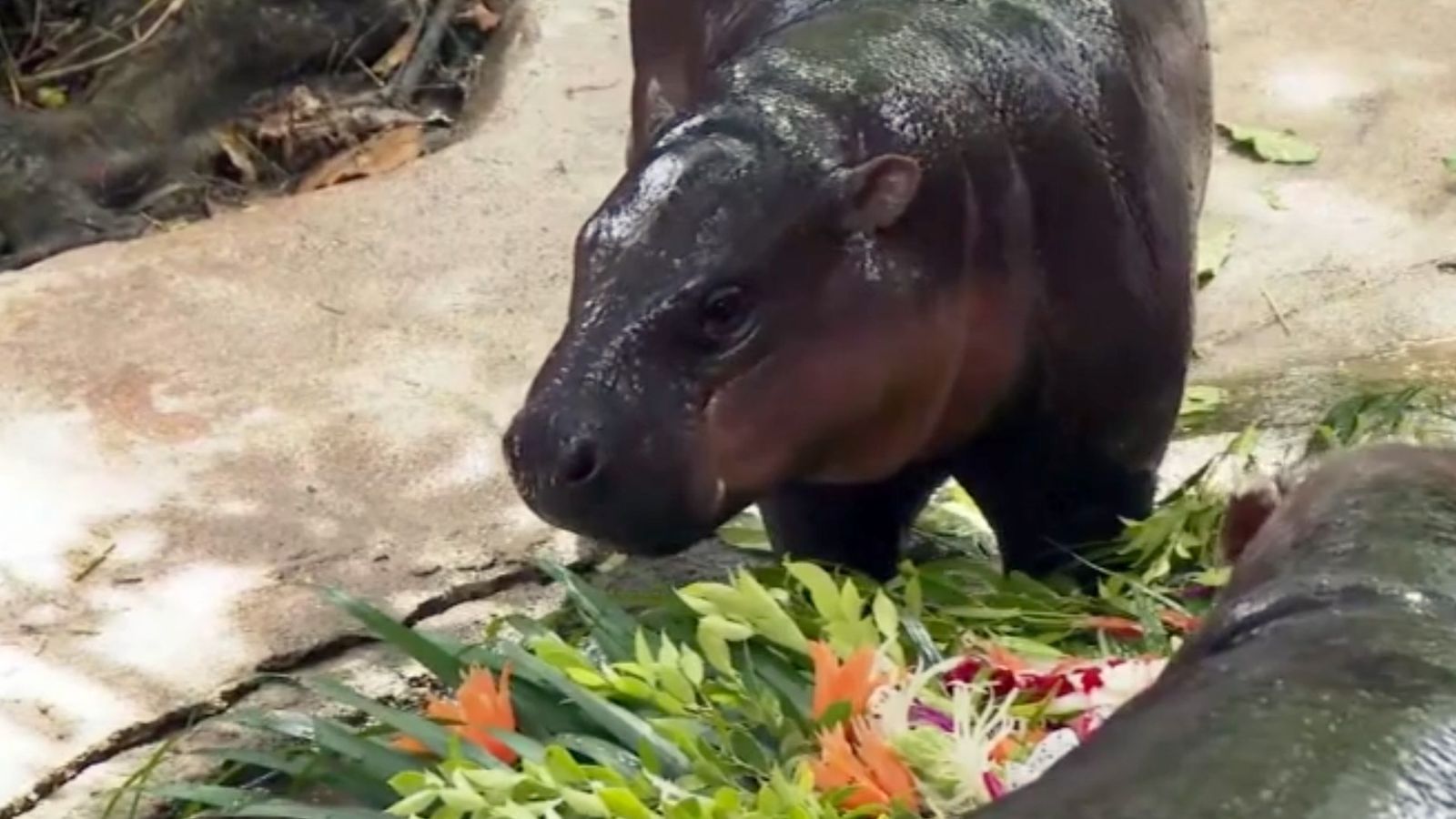 Zoo holds birthday party for celebrity hippo Moo Deng | News UK Video ...
