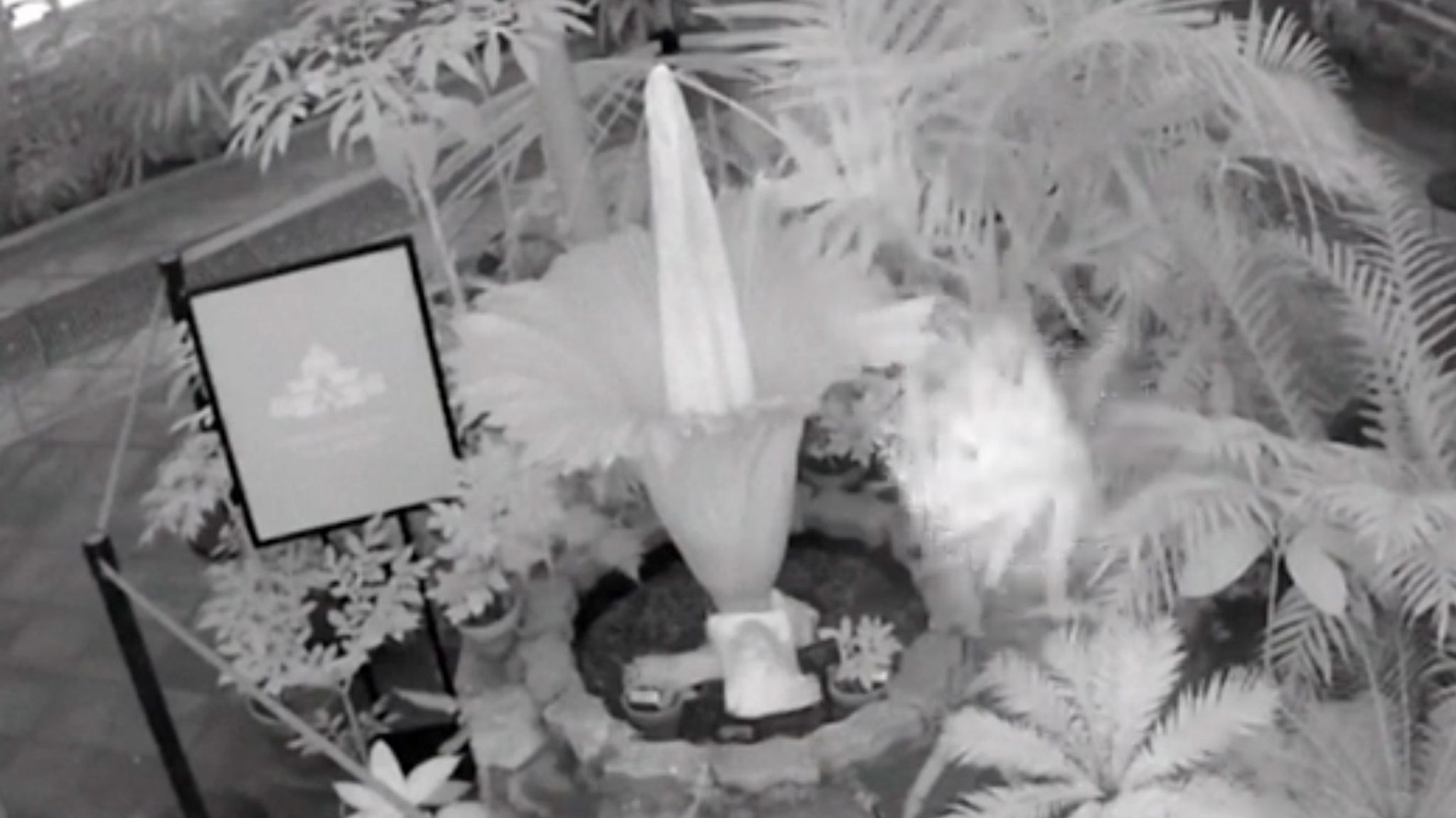 Corpse flower that smells like rotting meat begins rare bloom in San ...