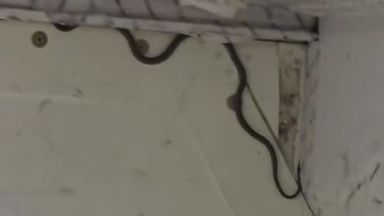 Snake captured on passenger plane - as expert reveals how it got there ...