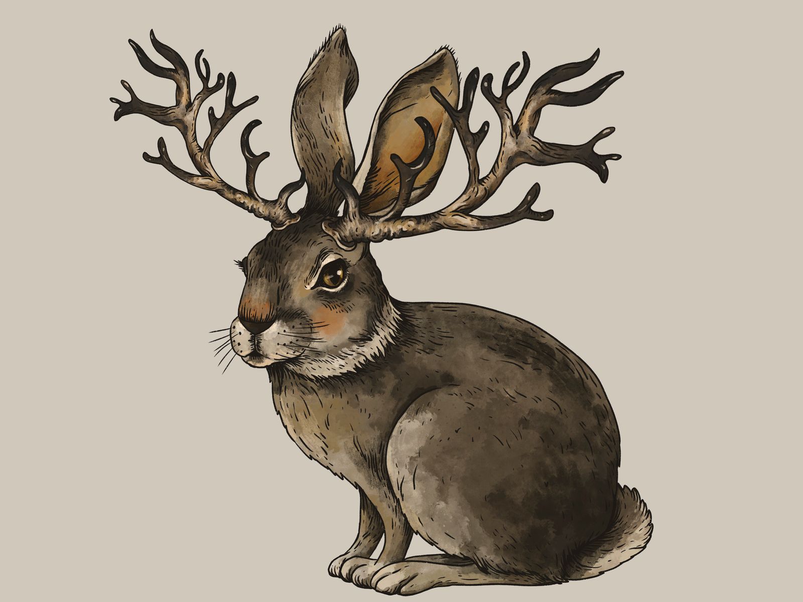 Pictures of 'zombie-rabbits' with twisting black horns go viral - so ...