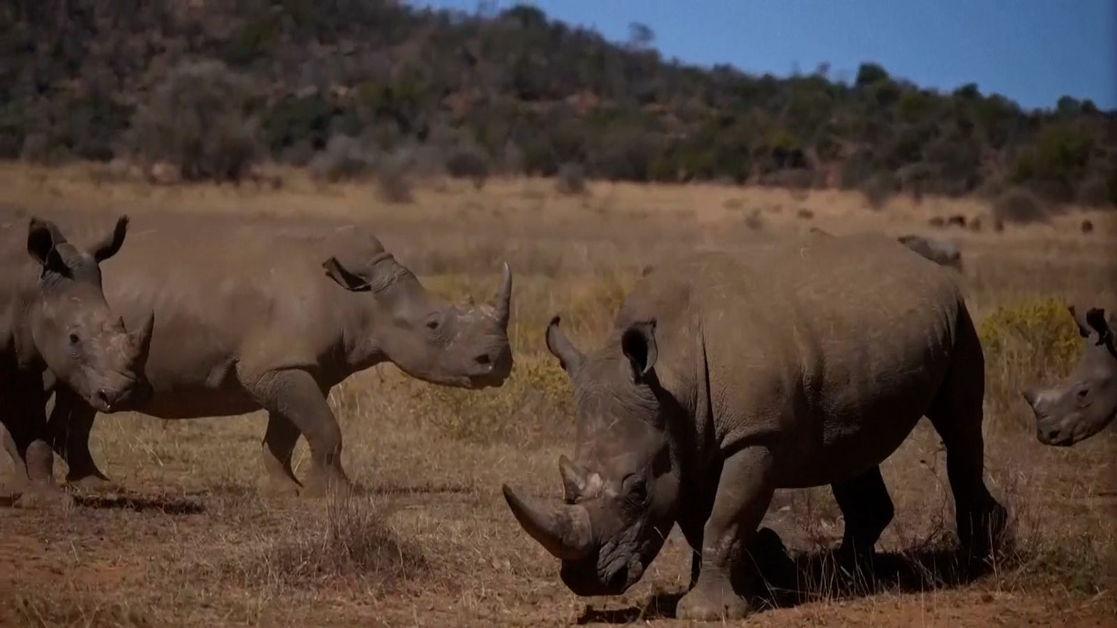 South African rhino horns turned radioactive to curb poachers | News UK ...