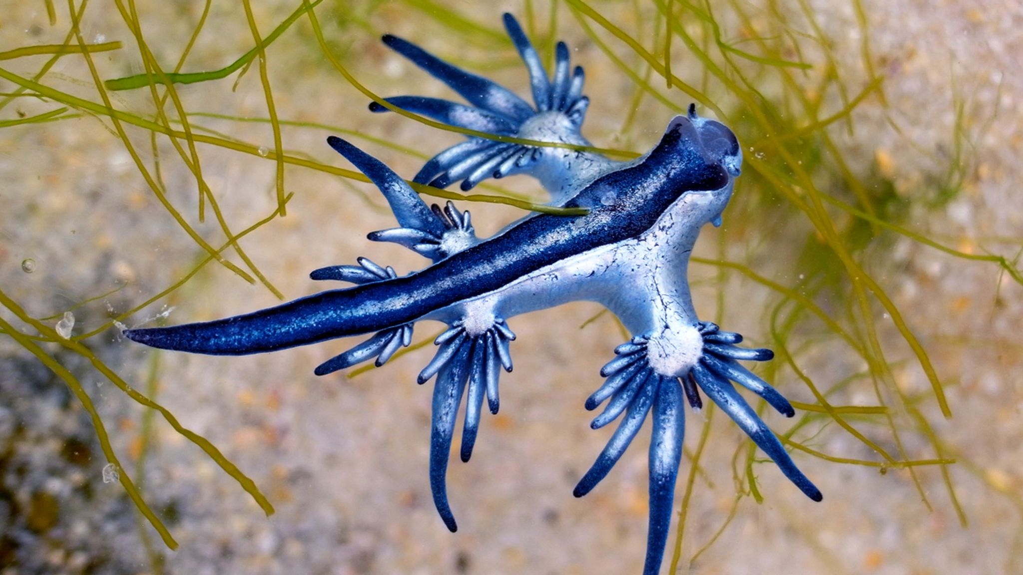 Blue dragon: Beaches closed in southern Spain over poisonous sea ...