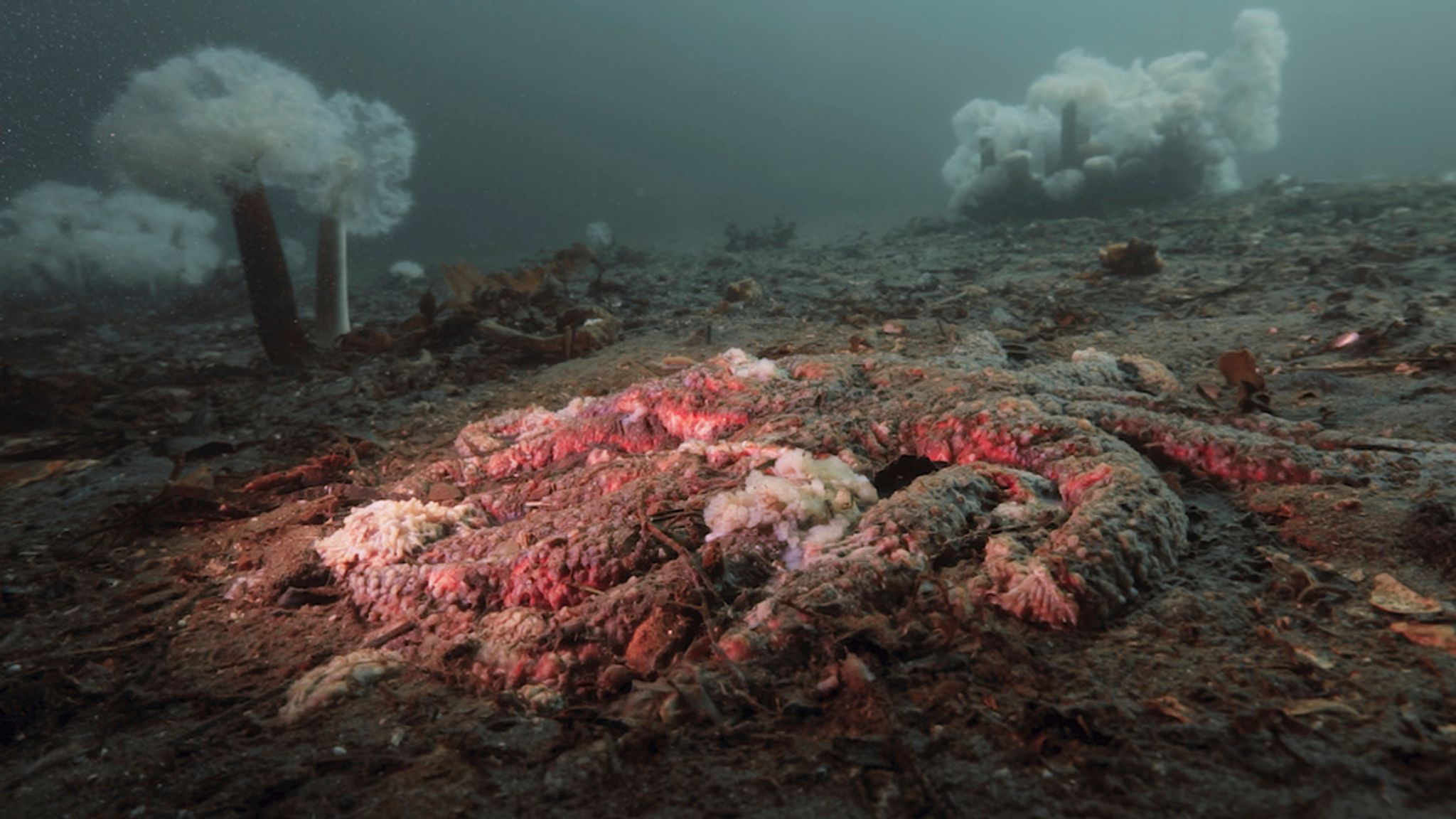 Mystery of what killed billions of starfish solved, say scientists ...