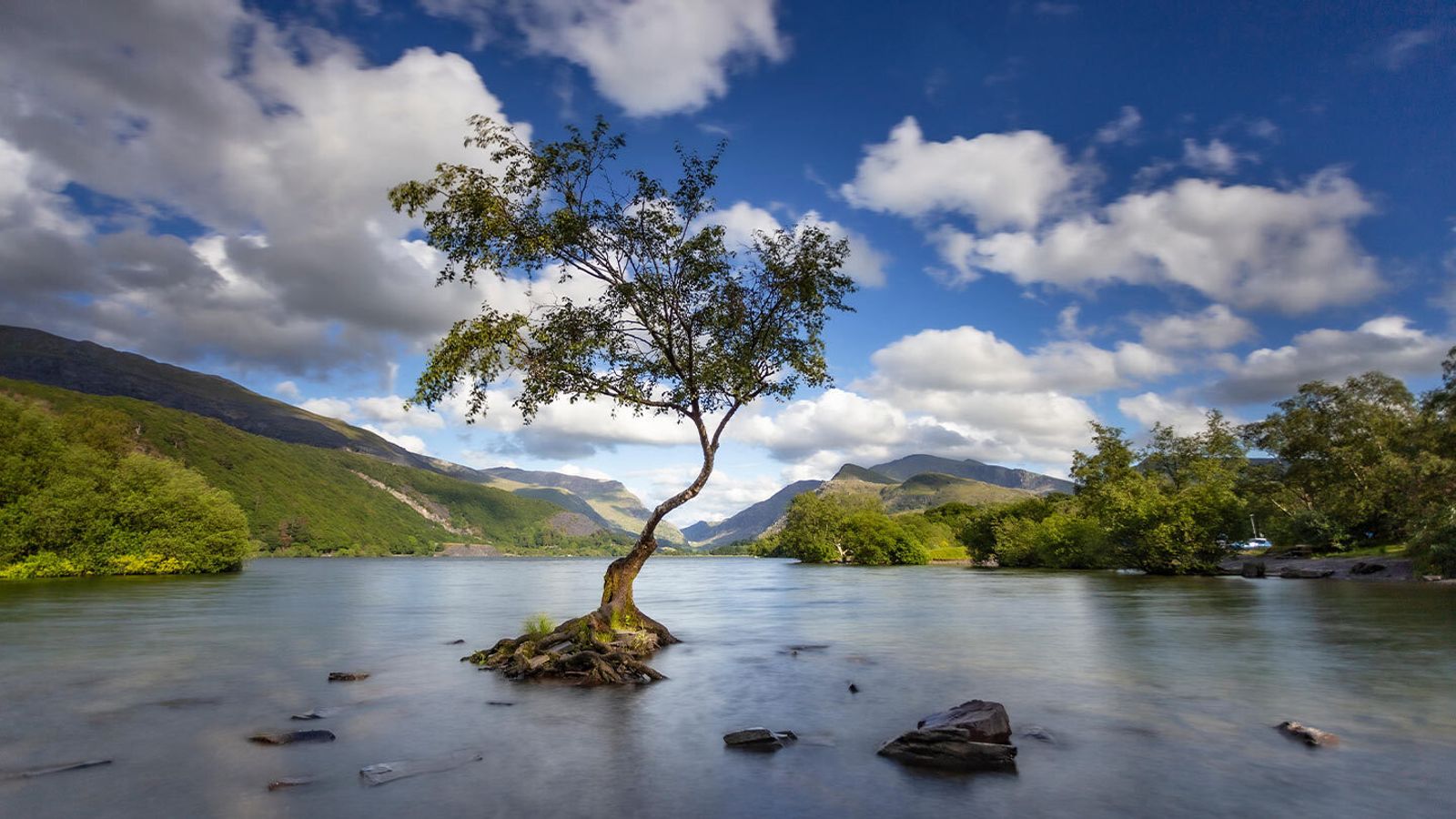 Glasgow's 'Argyle Street Ash' wins Tree of the Year 2025 as wildcard ...