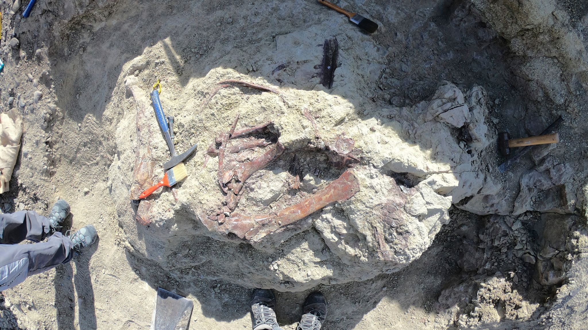 Scientists discover new dinosaur in Argentina with crocodile bone in ...