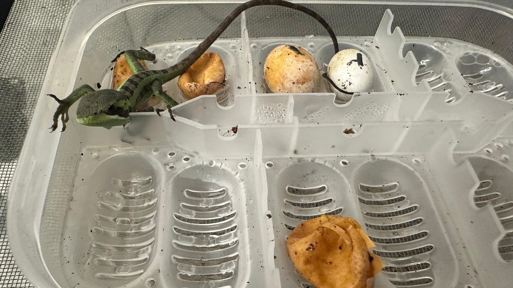 Lizard gives birth without mating in 'one of rarest events in animal ...