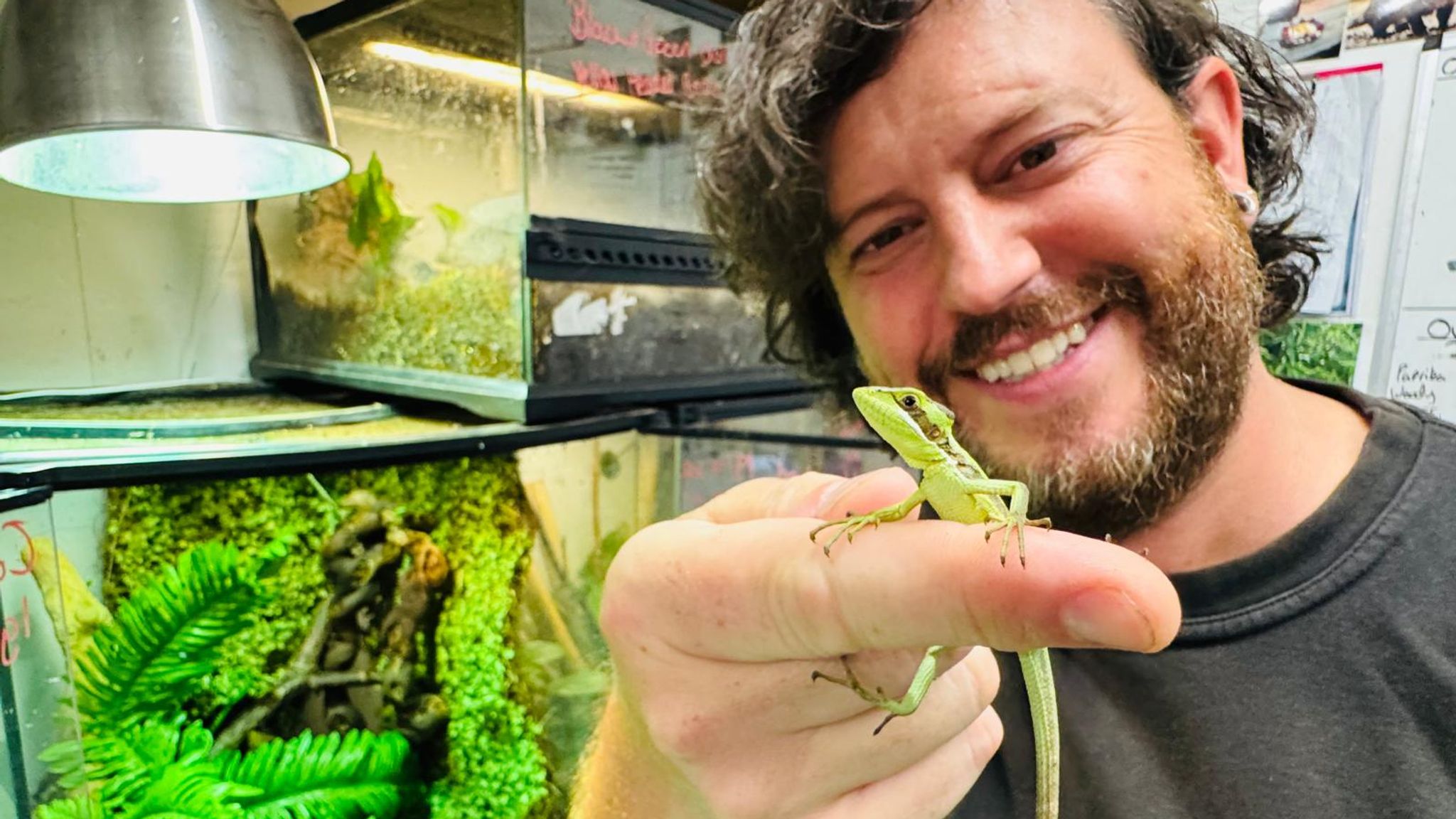 Lizard gives birth without mating in 'one of rarest events in animal ...