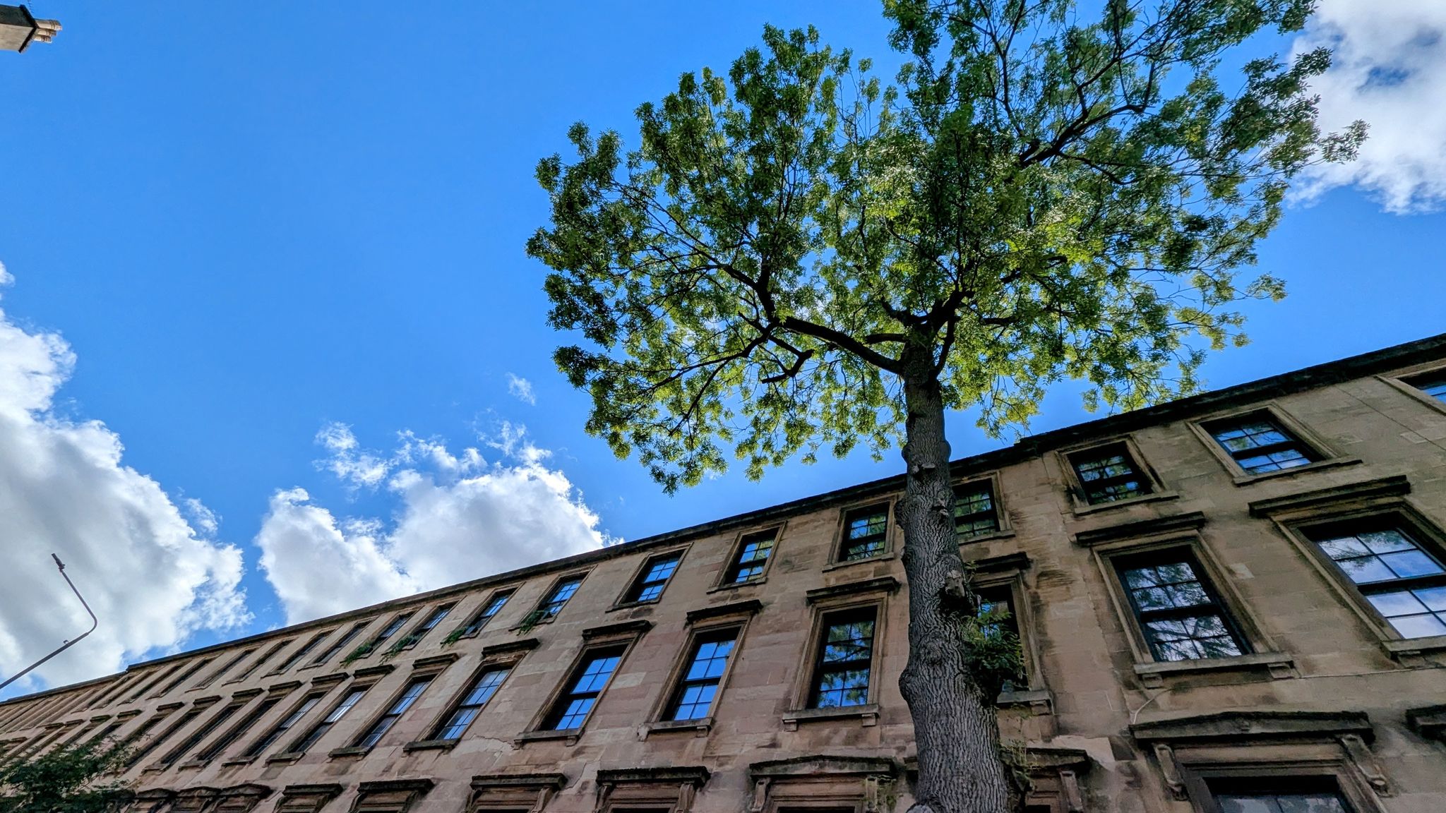 Glasgow's 'Argyle Street Ash' wins Tree of the Year 2025 as wildcard ...