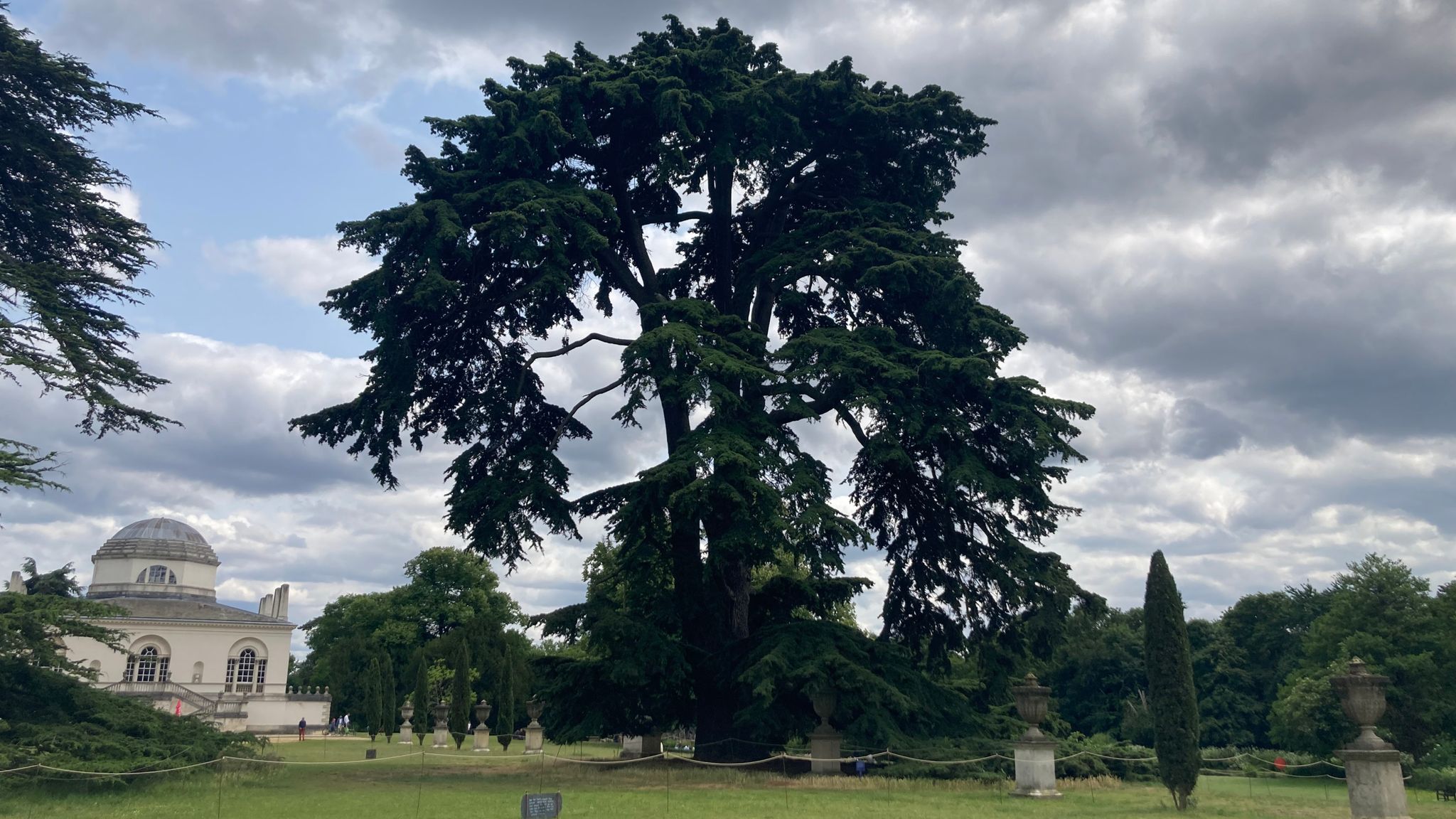 Glasgow's 'Argyle Street Ash' wins Tree of the Year 2025 as wildcard ...