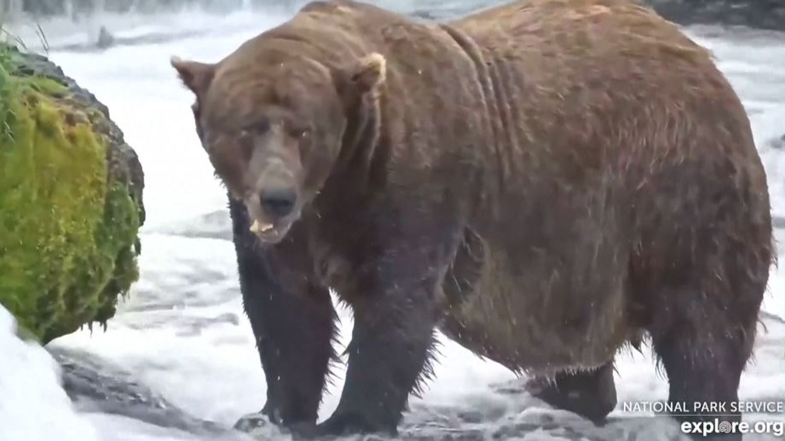 32 Chunk crowned Fat Bear Week champion | World News | Sky News