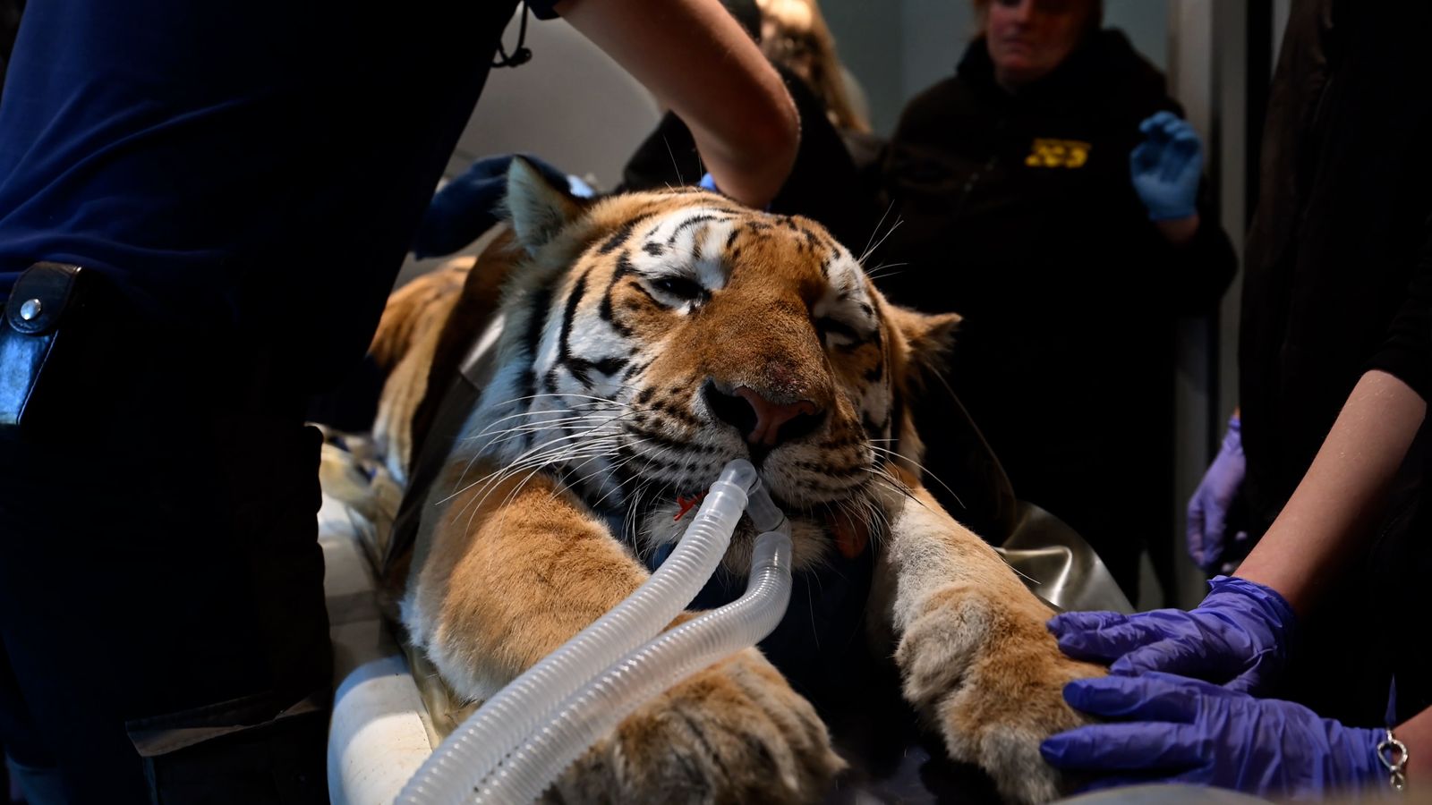 BIg cats get literal CAT scans | Offbeat News | Sky News
