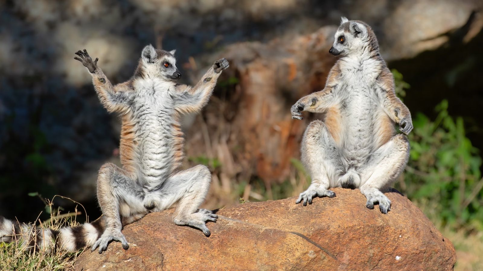 Comedy Wildlife Awards 2025: The funniest animal photos of the year ...