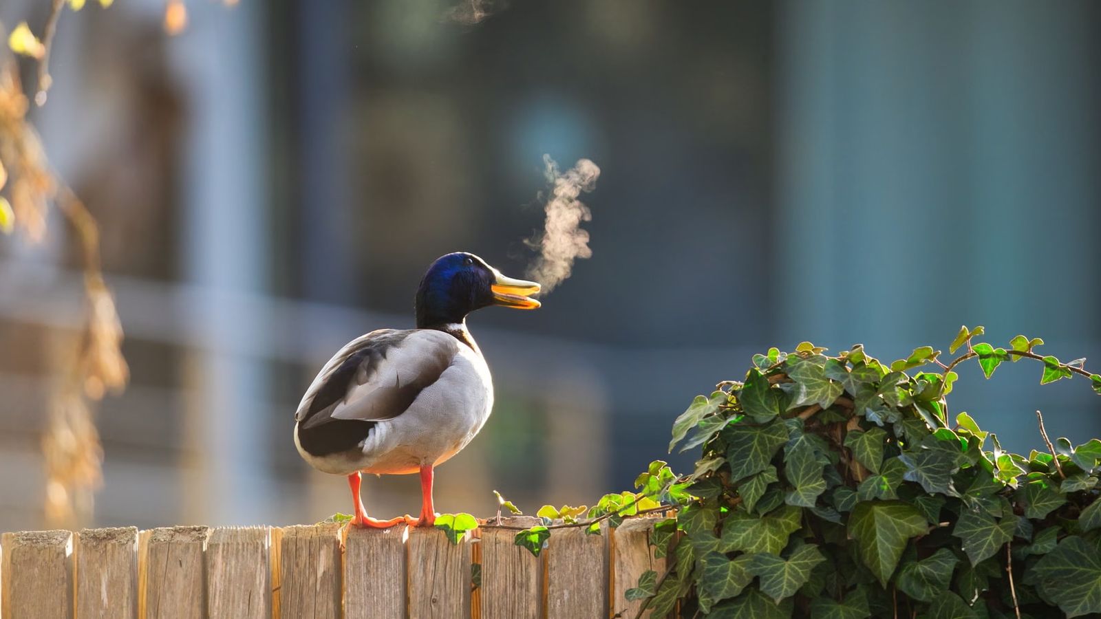 Comedy Wildlife Awards 2025: The funniest animal photos of the year ...