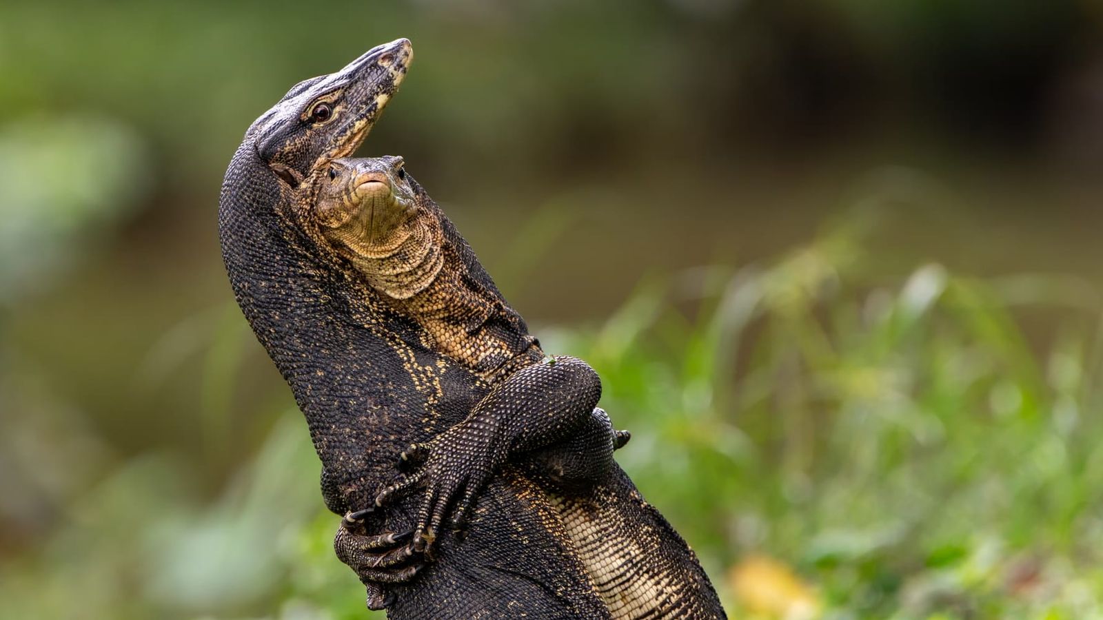 Comedy Wildlife Awards 2025: The funniest animal photos of the year ...