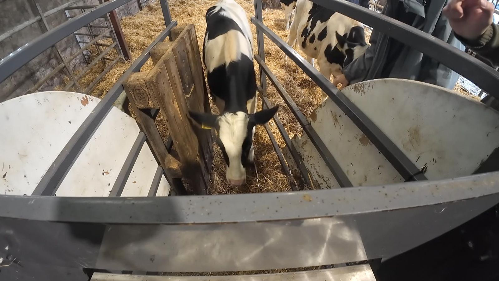 The groundbreaking breeding programme that's reducing methane in cow ...