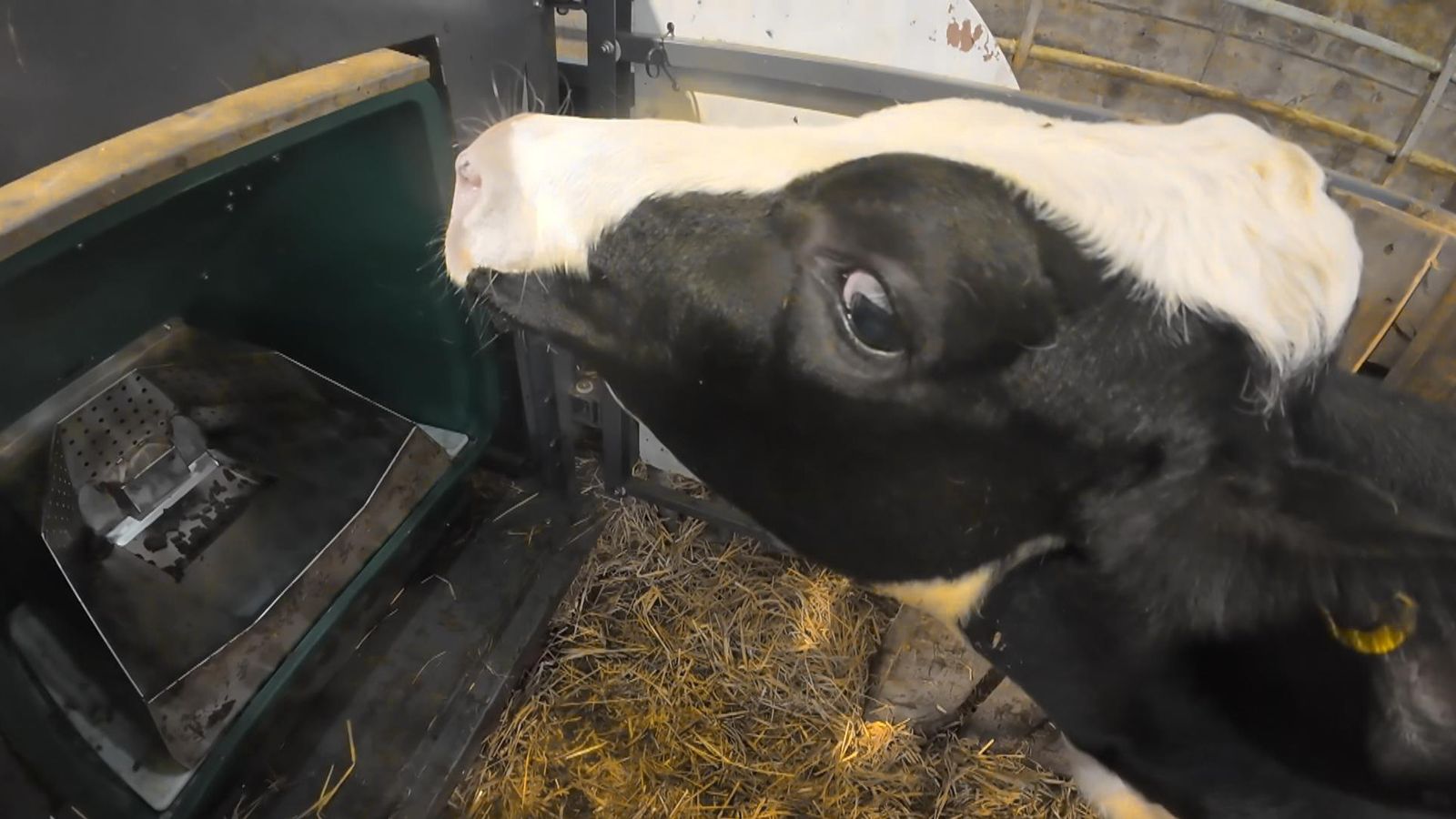 The groundbreaking breeding programme that is lowering methane in cow ...