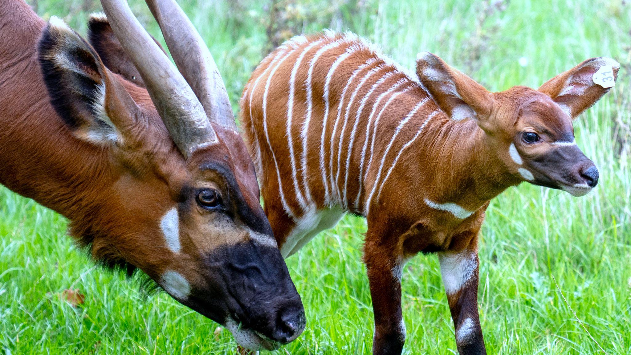 Birth of rare female mountain bongo marks major milestone for species ...
