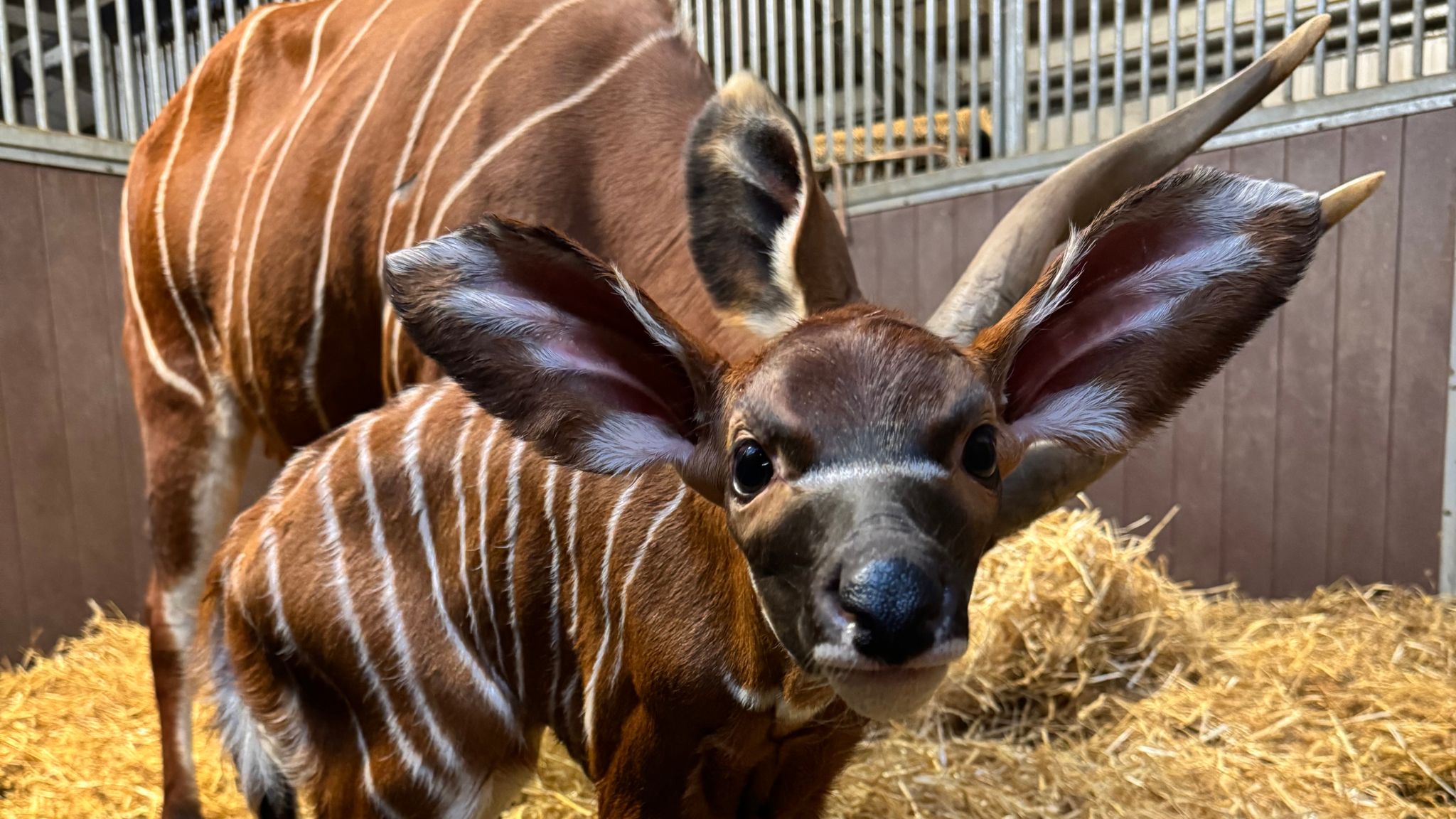 Birth of rare female mountain bongo marks major milestone for species ...