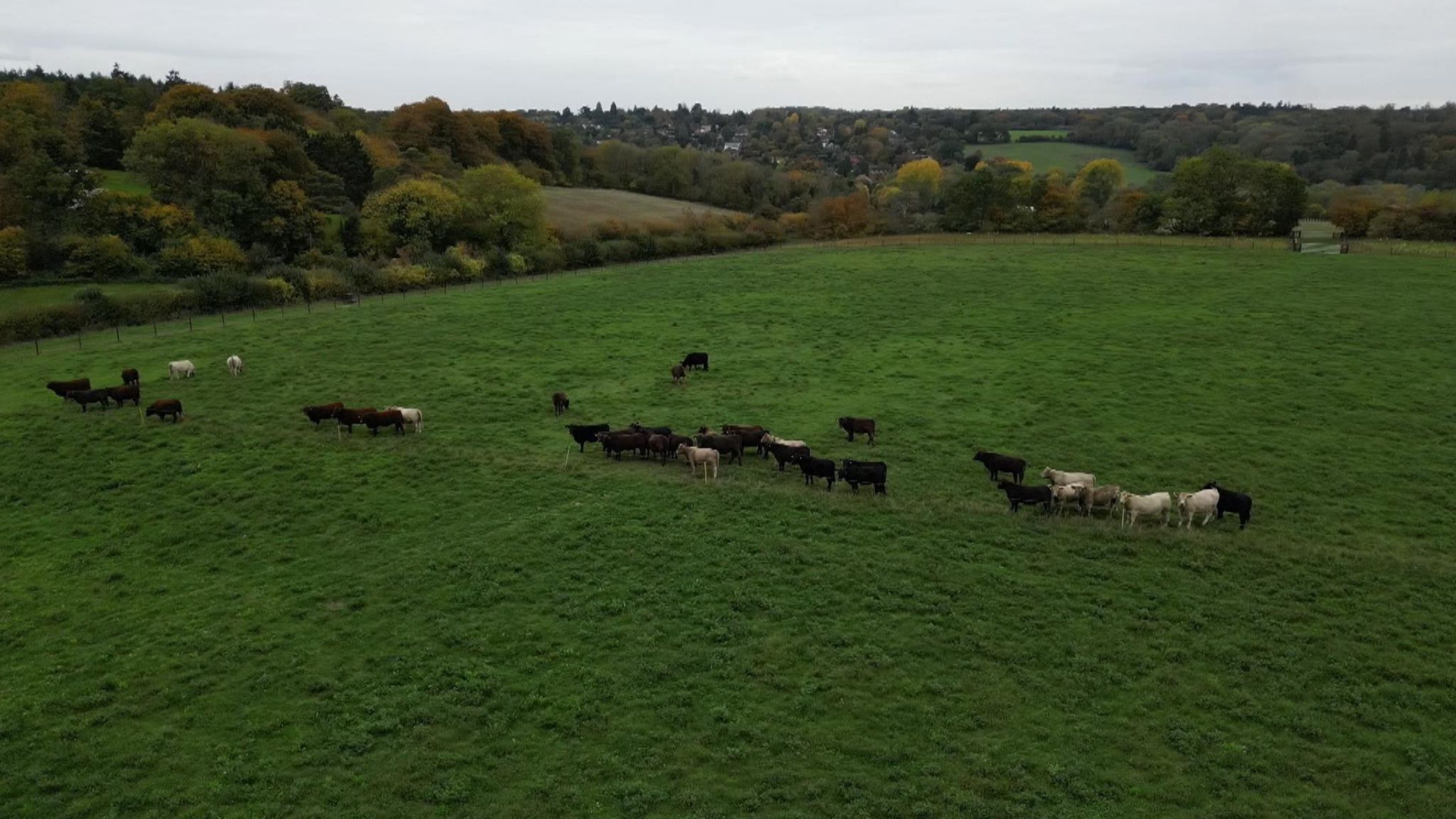 Shrinking herds and rising costs: The beef market is in turmoil - and ...