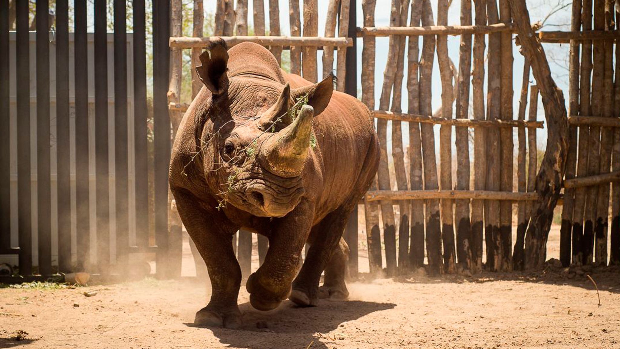 Chad cuts ties with Prince Harry's 'disrespectful' wildlife charity ...