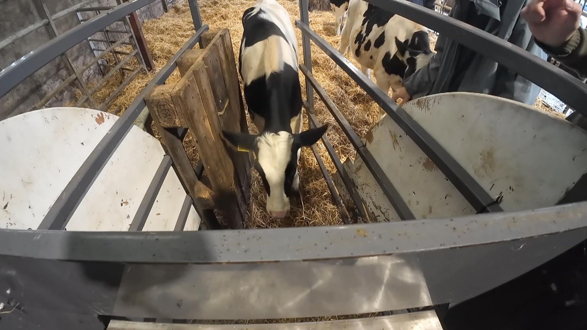 Cow burps have a big impact on global warming - but scientists think ...