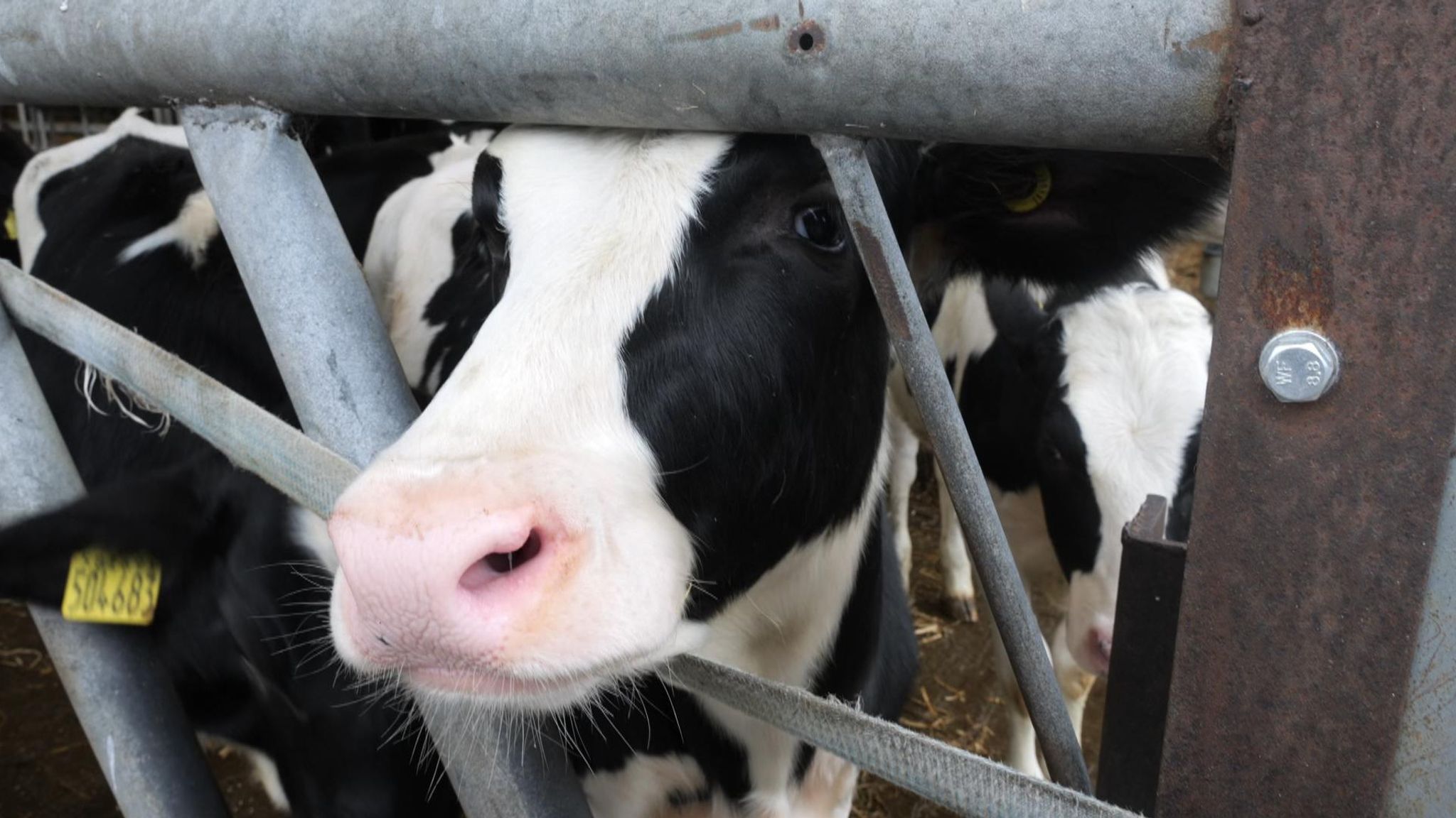 Cow burps have a big impact on global warming - but scientists think ...