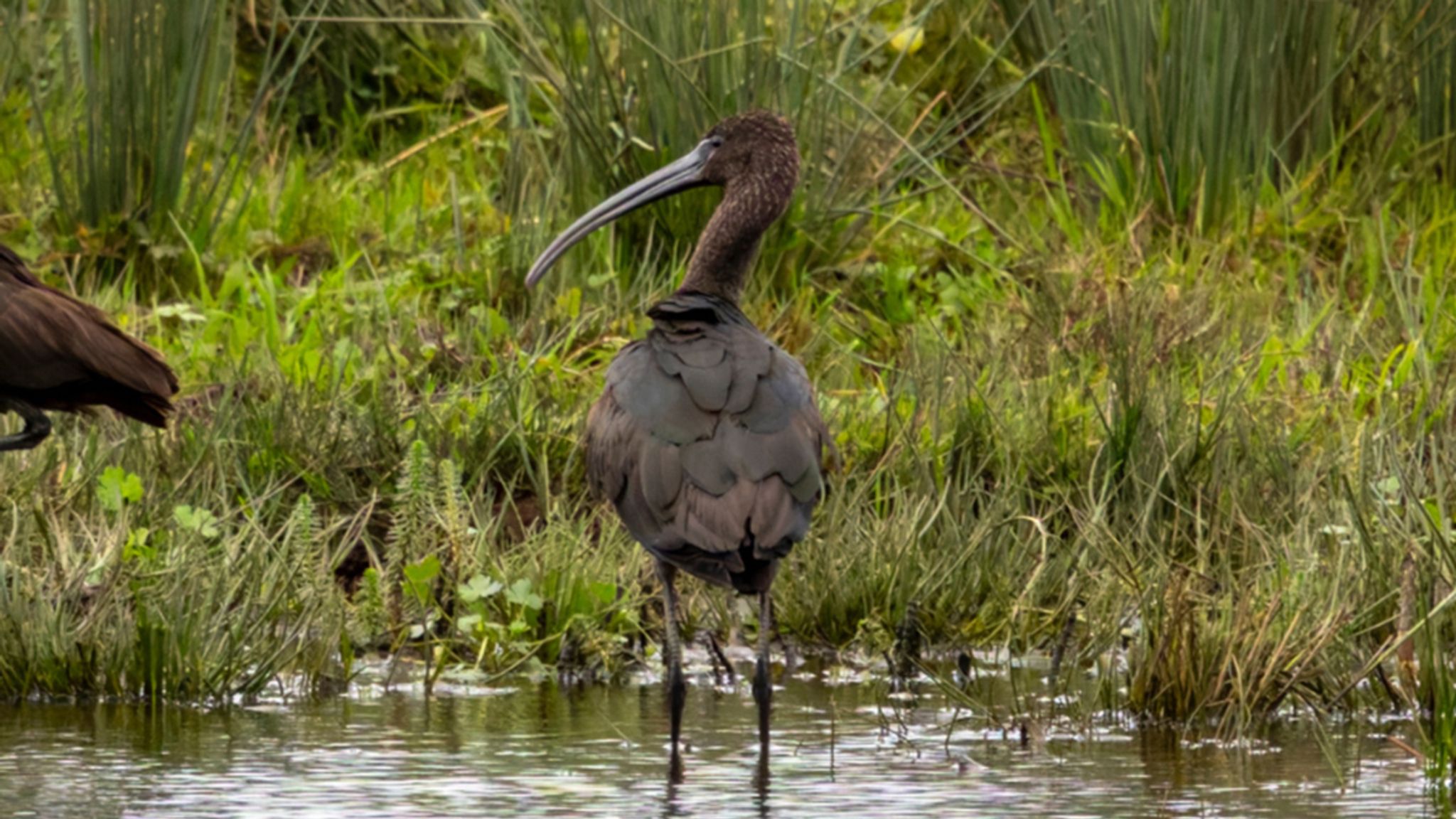 Rare glossy ibis birds spotted in part of Scotland for first time | UK ...