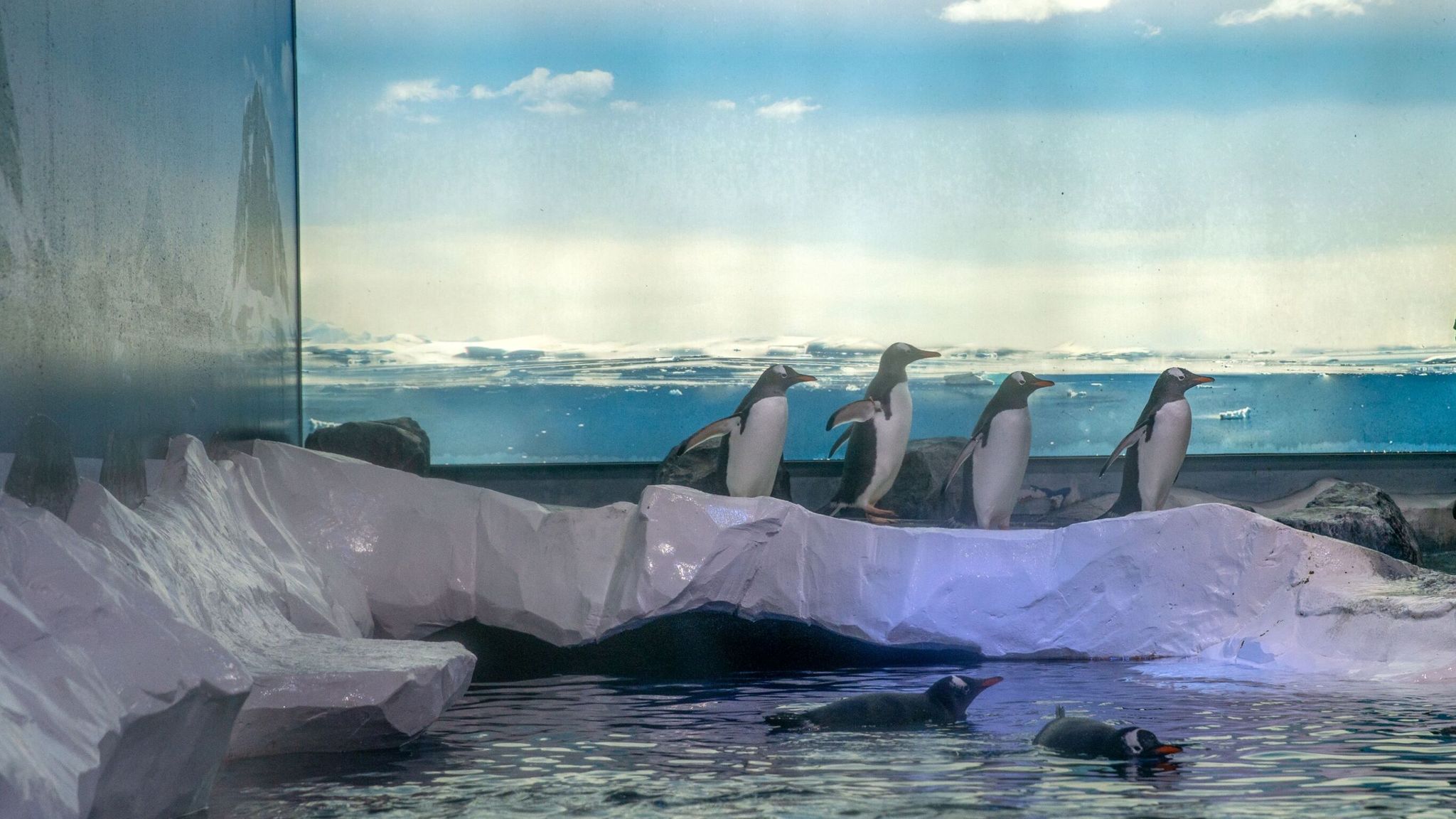Pressure grows to release 15 penguins 'trapped in basement without ...