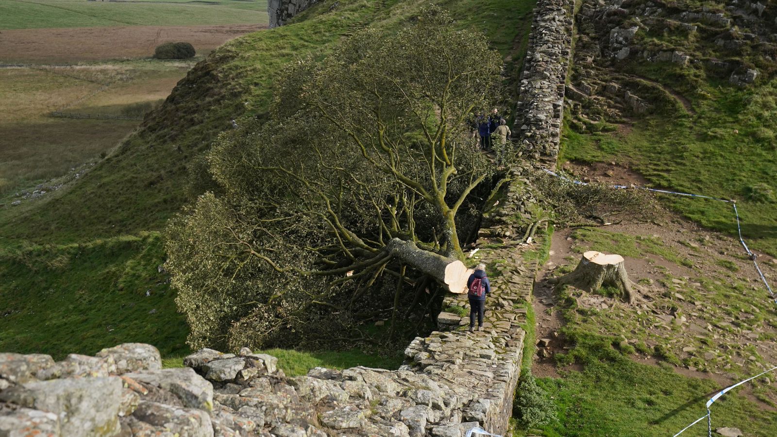 First saplings planted from felled Sycamore Gap tree | UK News | Sky News