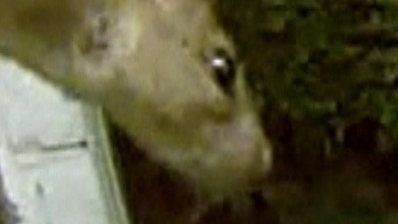 Nevada: Are roof rats running rampant in Reno? | Offbeat News | Sky News