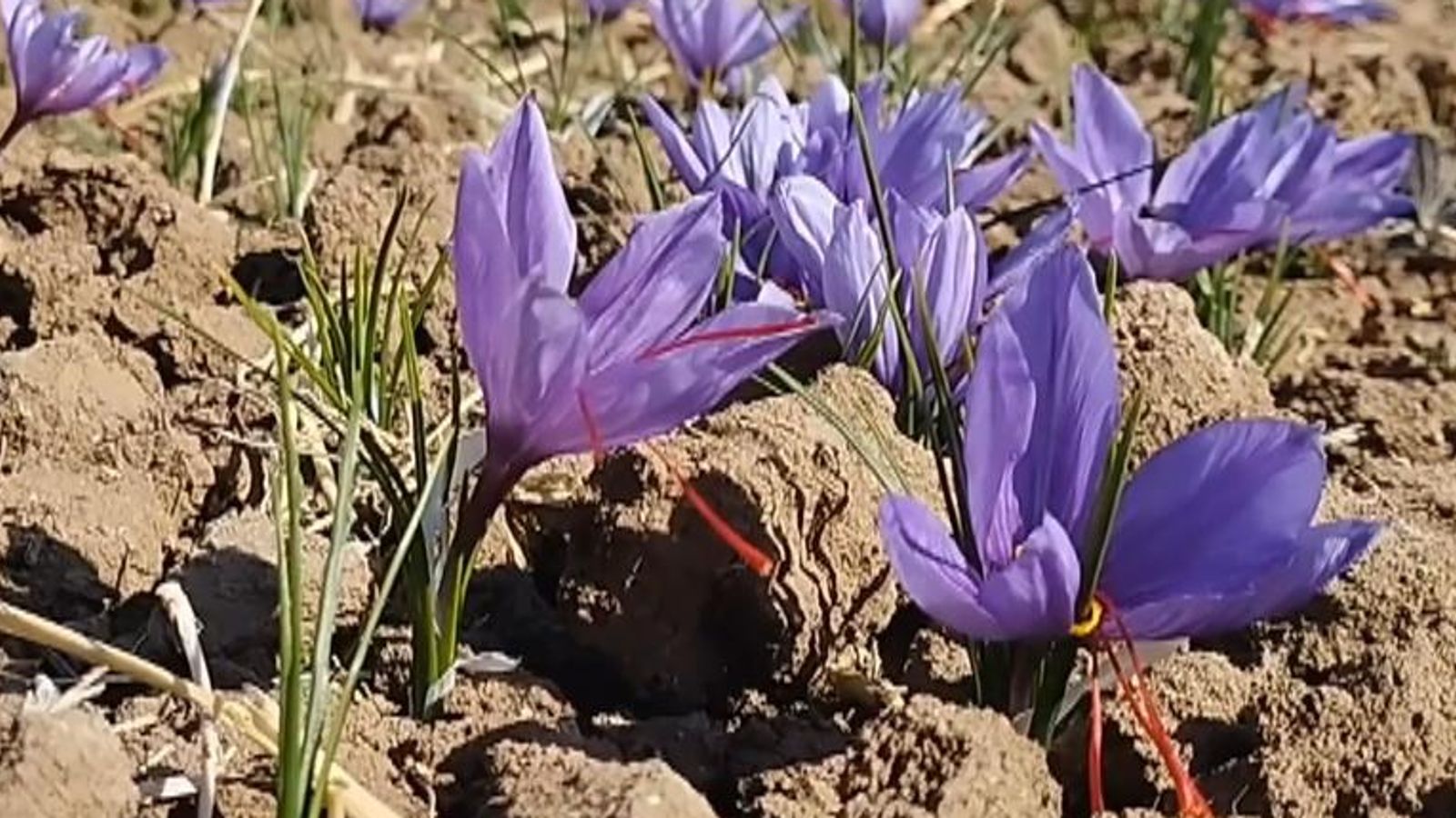 Ever wondered where saffron comes from? 90% of it comes from one place ...