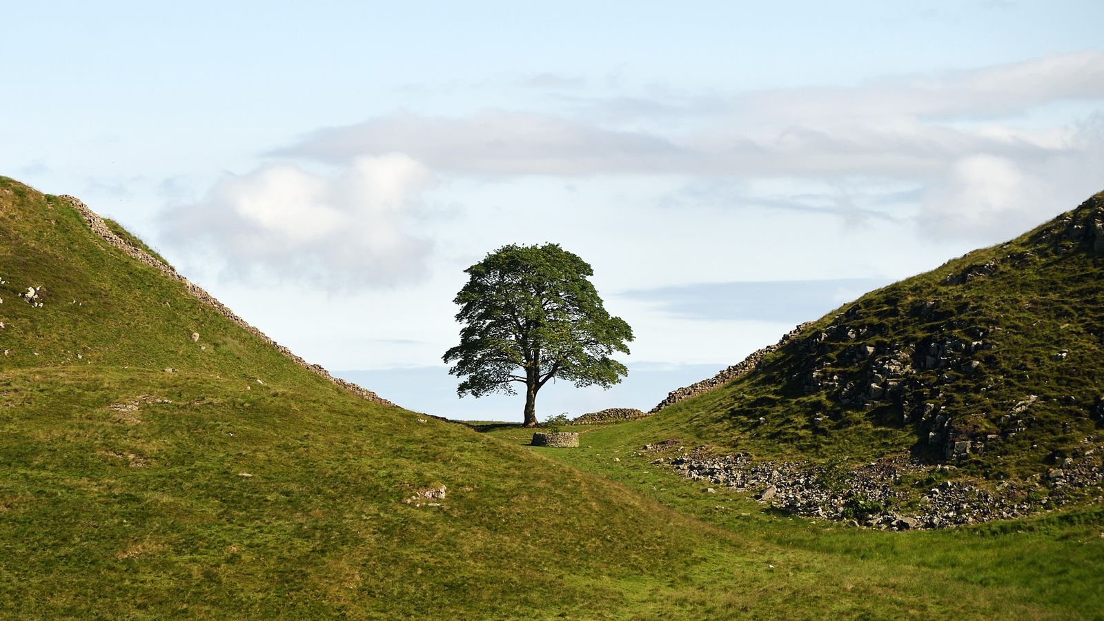 Sycamore Gap tree sapling planted in Scottish national park | UK News ...