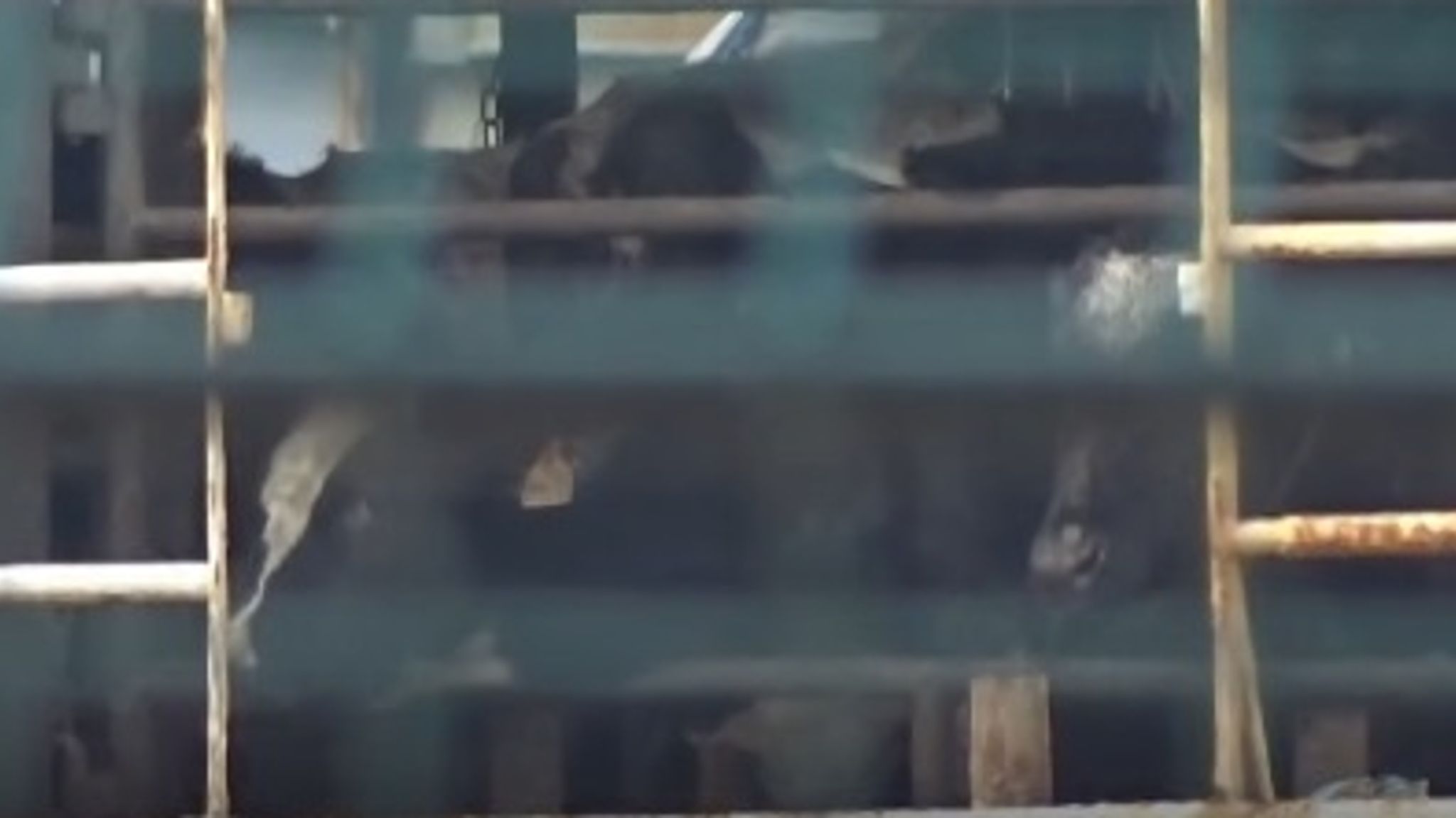 Stranded ship carrying nearly 3,000 cattle now at sea for 55 days ...