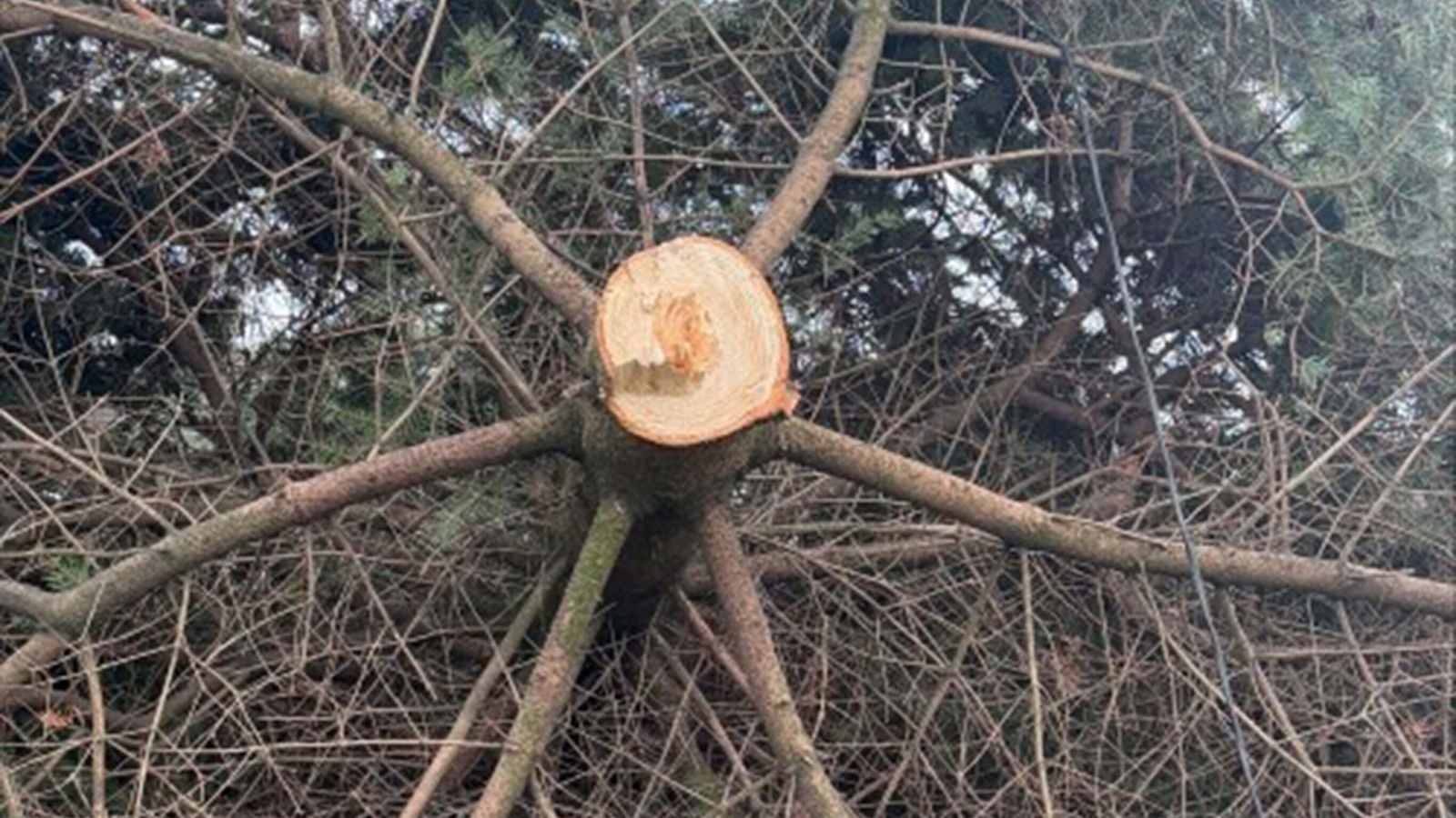 'Disgraceful' vandals felled Christmas tree hours after lights switch ...