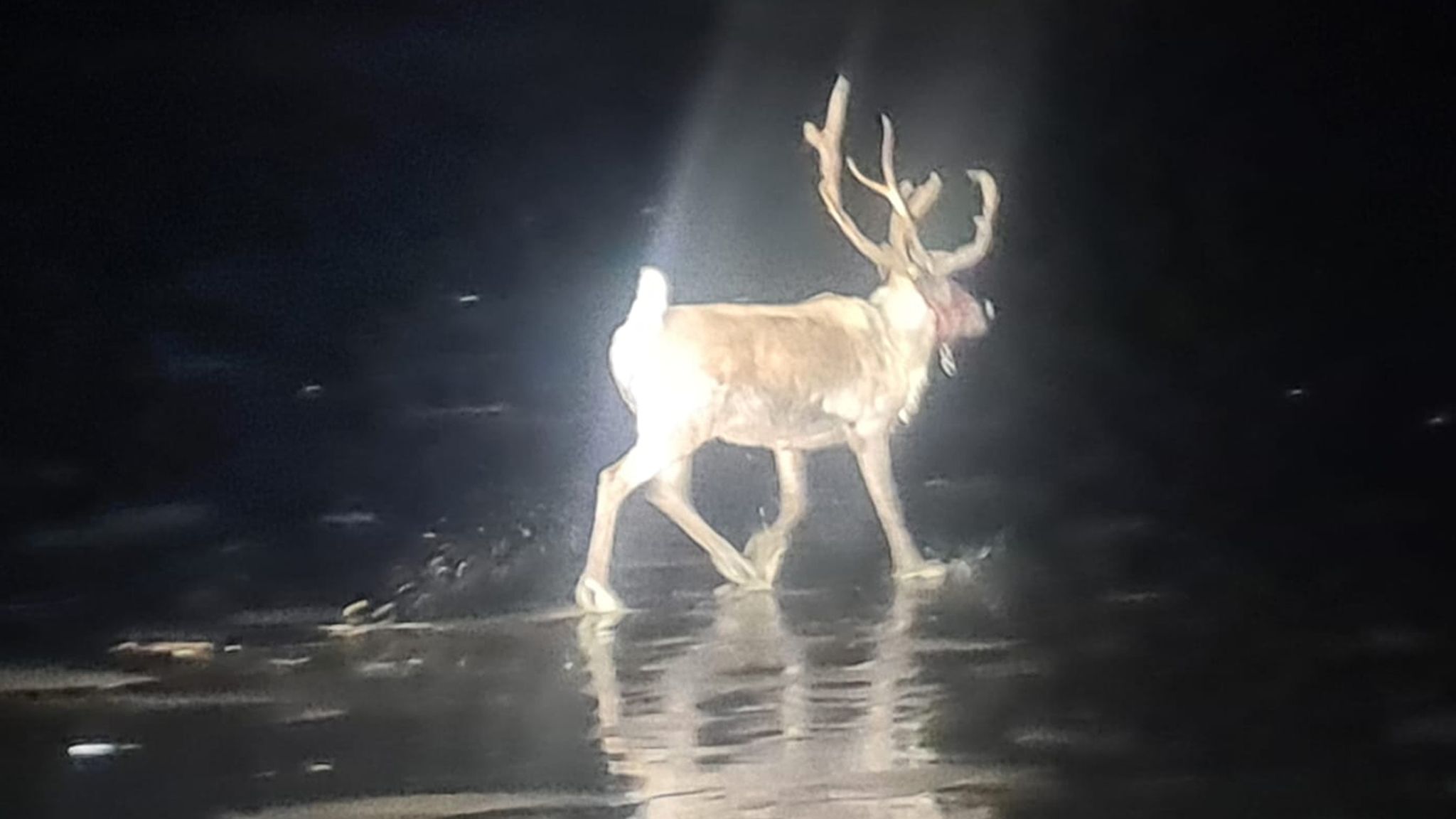 Runaway reindeer sparks emergency rescue operation in Merseyside | UK ...