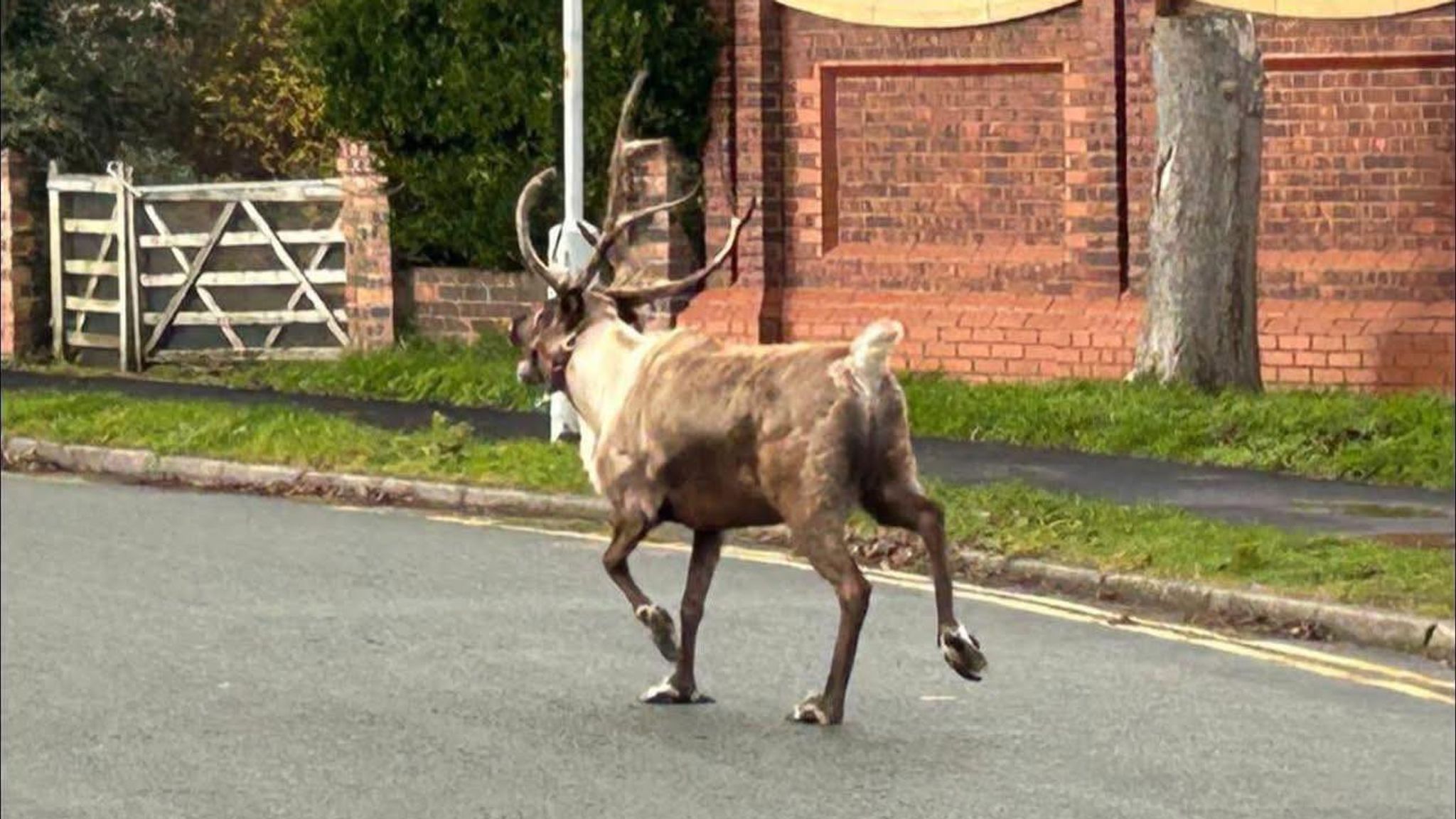 Runaway reindeer sparks emergency rescue operation in Merseyside | UK ...