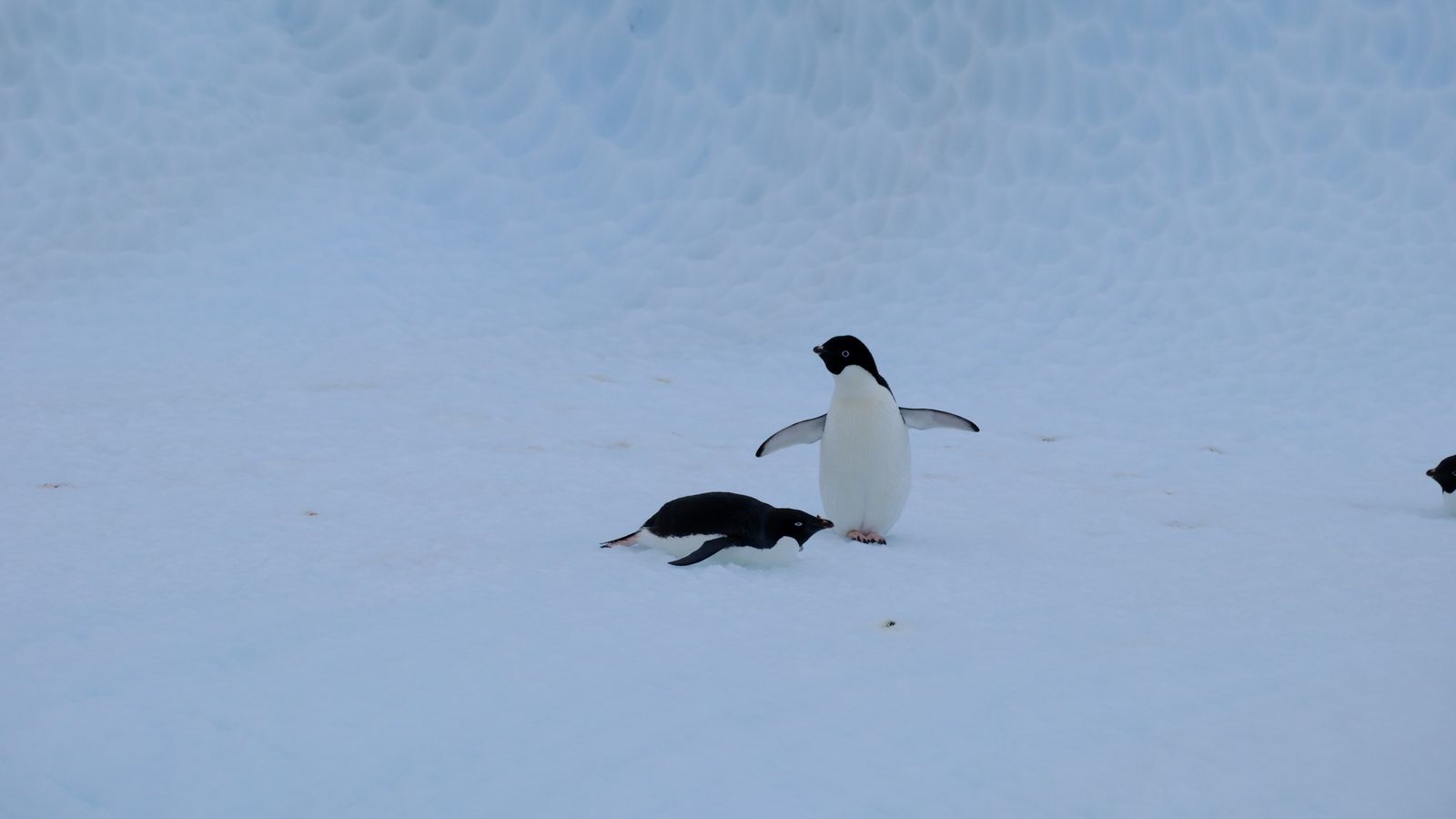 We can learn a lot from Antarctica's weird biology | Science, Climate ...
