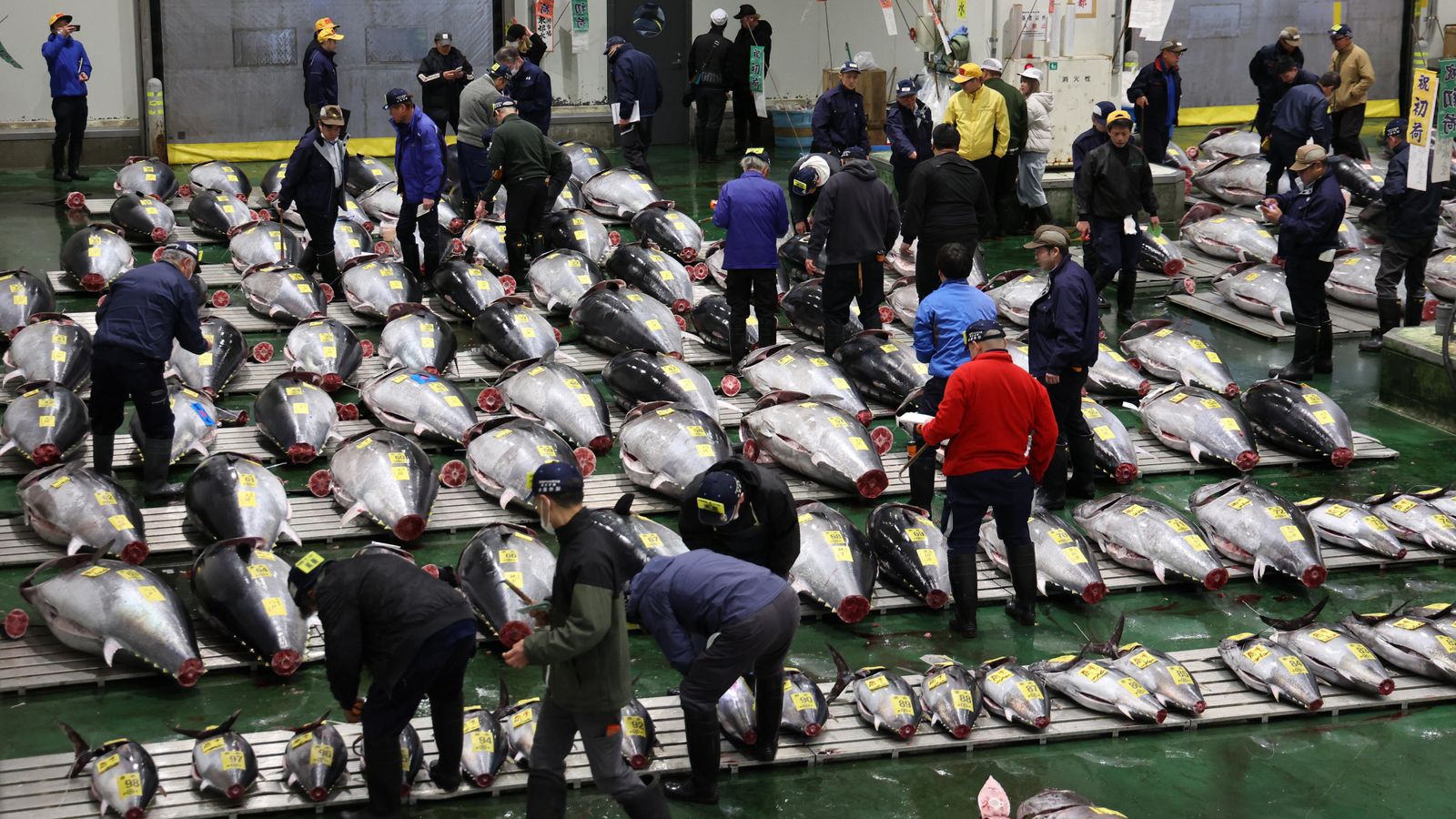 'When I see a good-looking tuna, I cannot resist' - massive bluefin ...